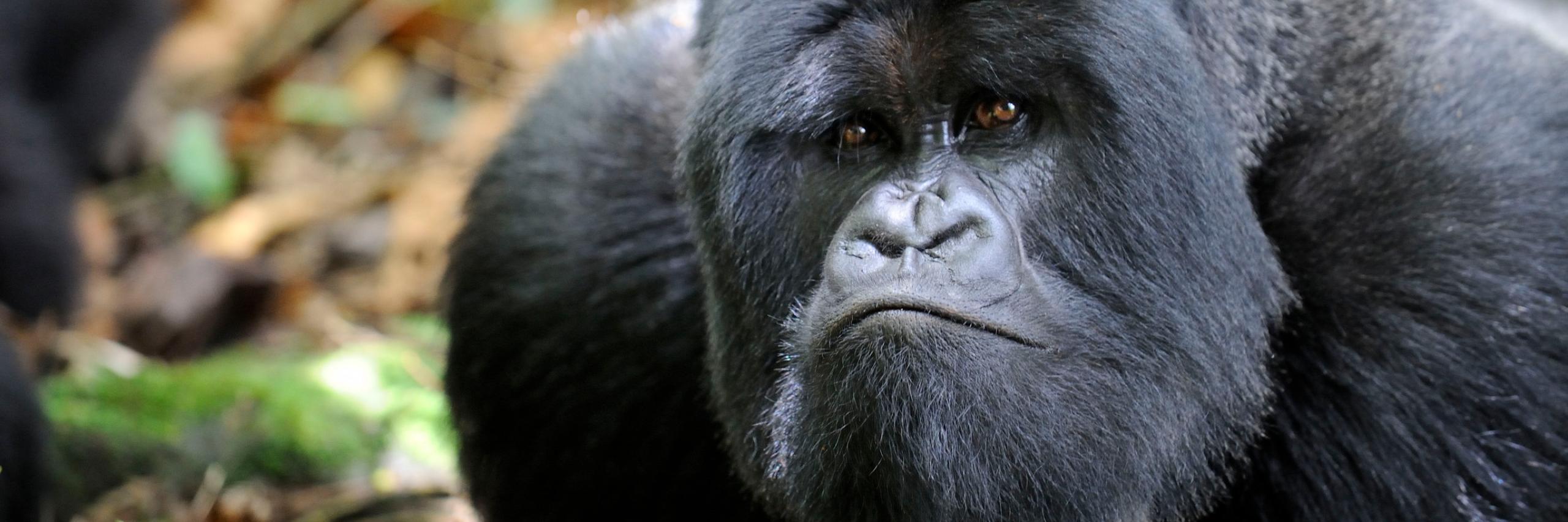 World Gorilla Day 2026 | WWF