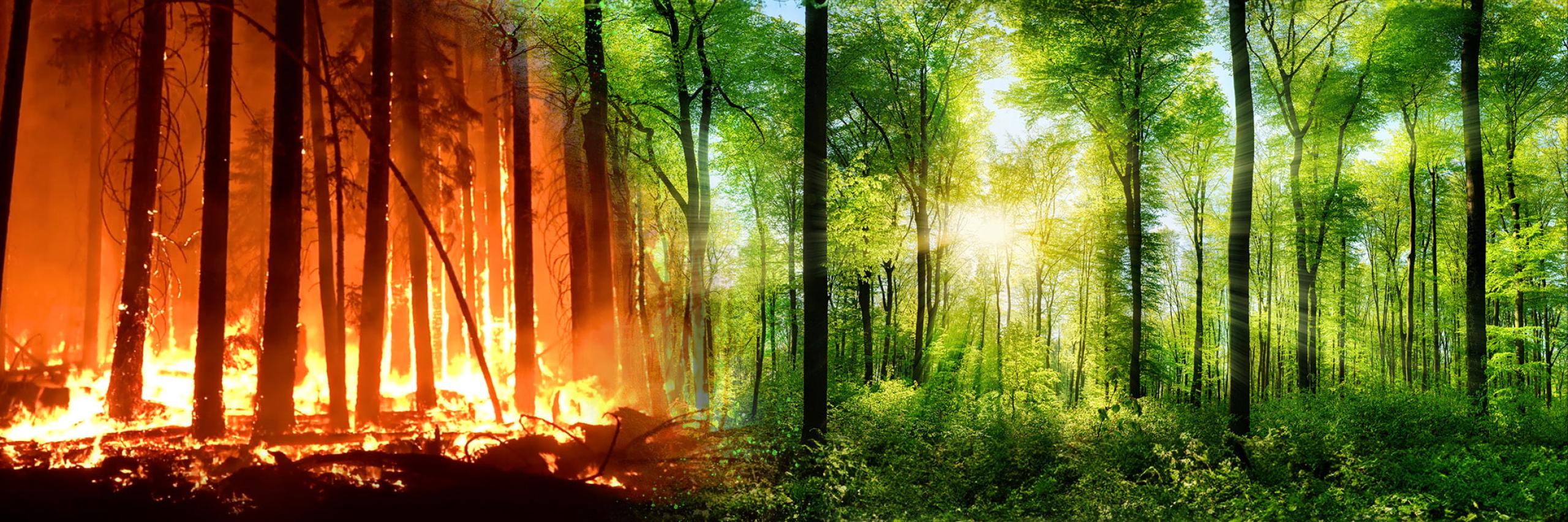 Forests | WWF