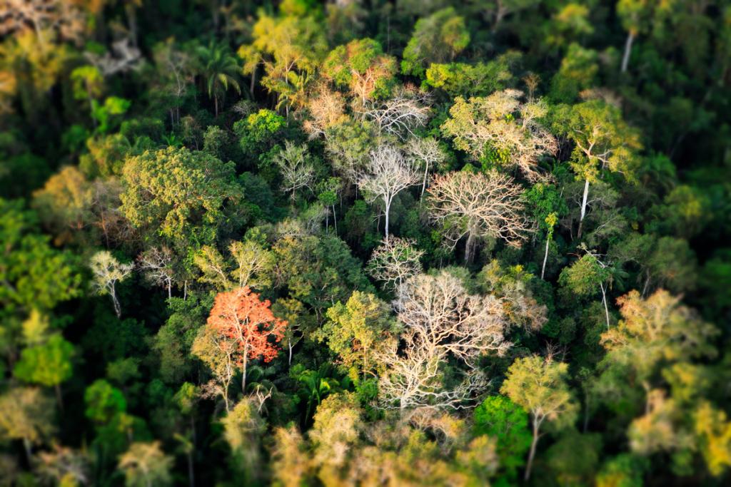 The Amazon Rainforest | WWF