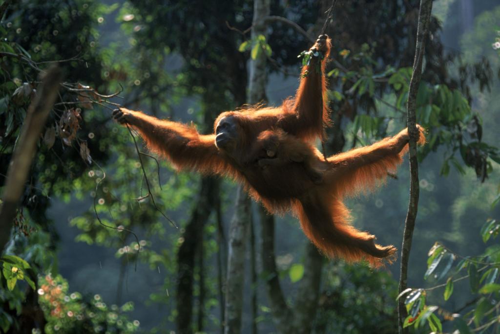 Tropical forests | WWF