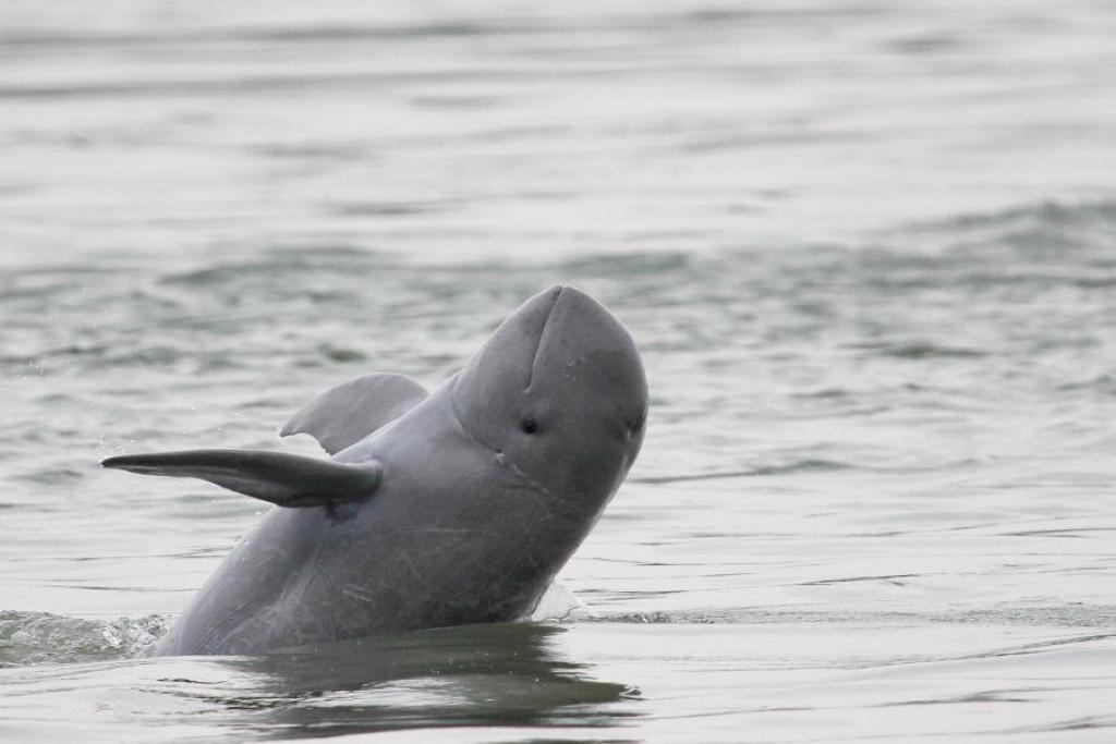 Protecting freshwater ecosystems | WWF