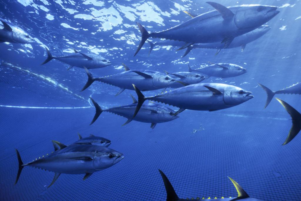 Learn about the mighty tuna fish | WWF