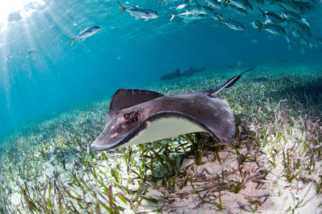 World Oceans Day 2026 | WWF