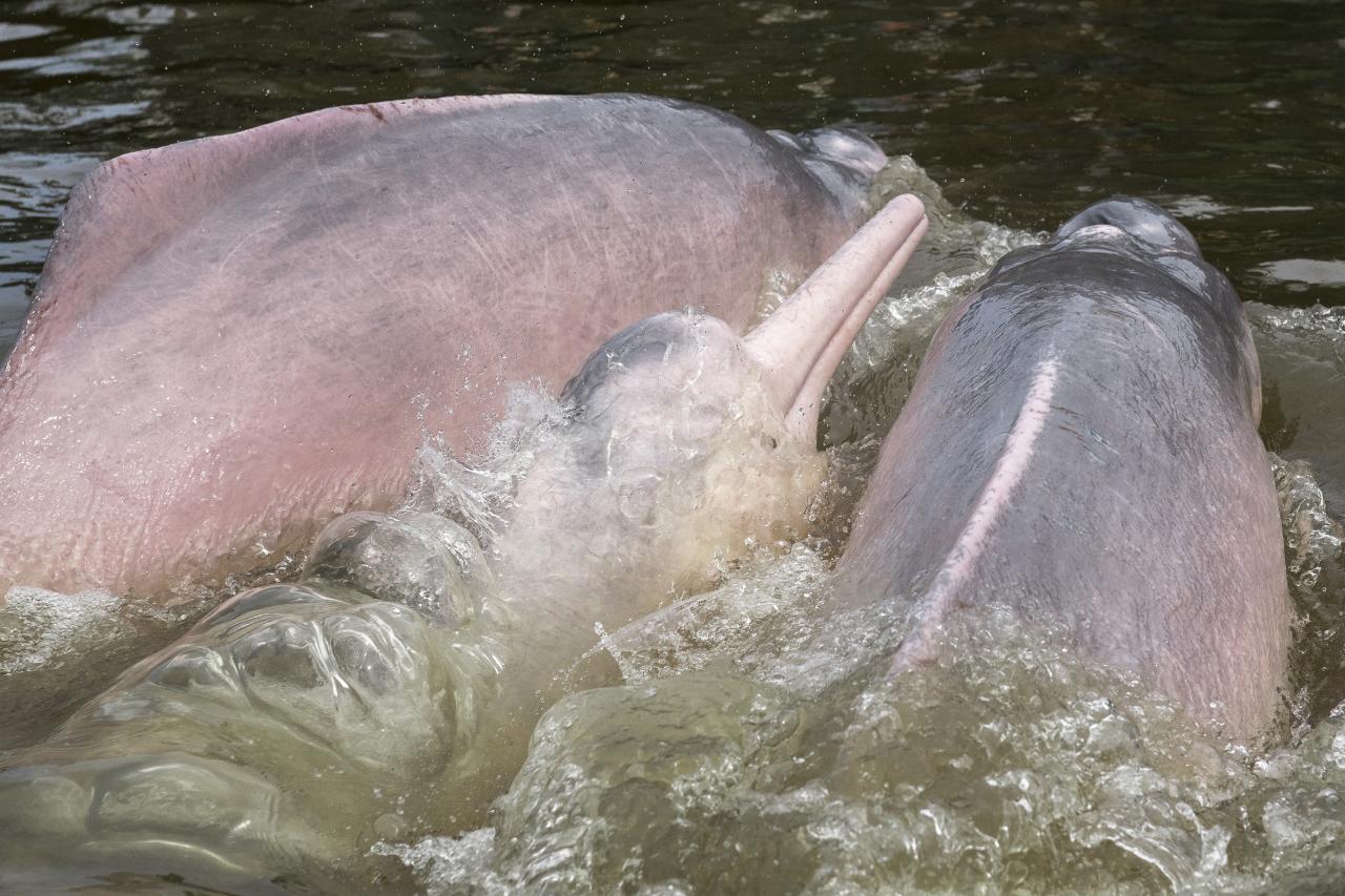 Dolphins | WWF