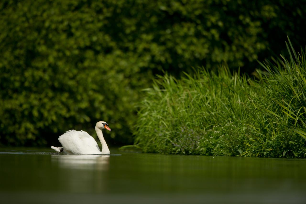 Top ten outdoor photography tips | WWF