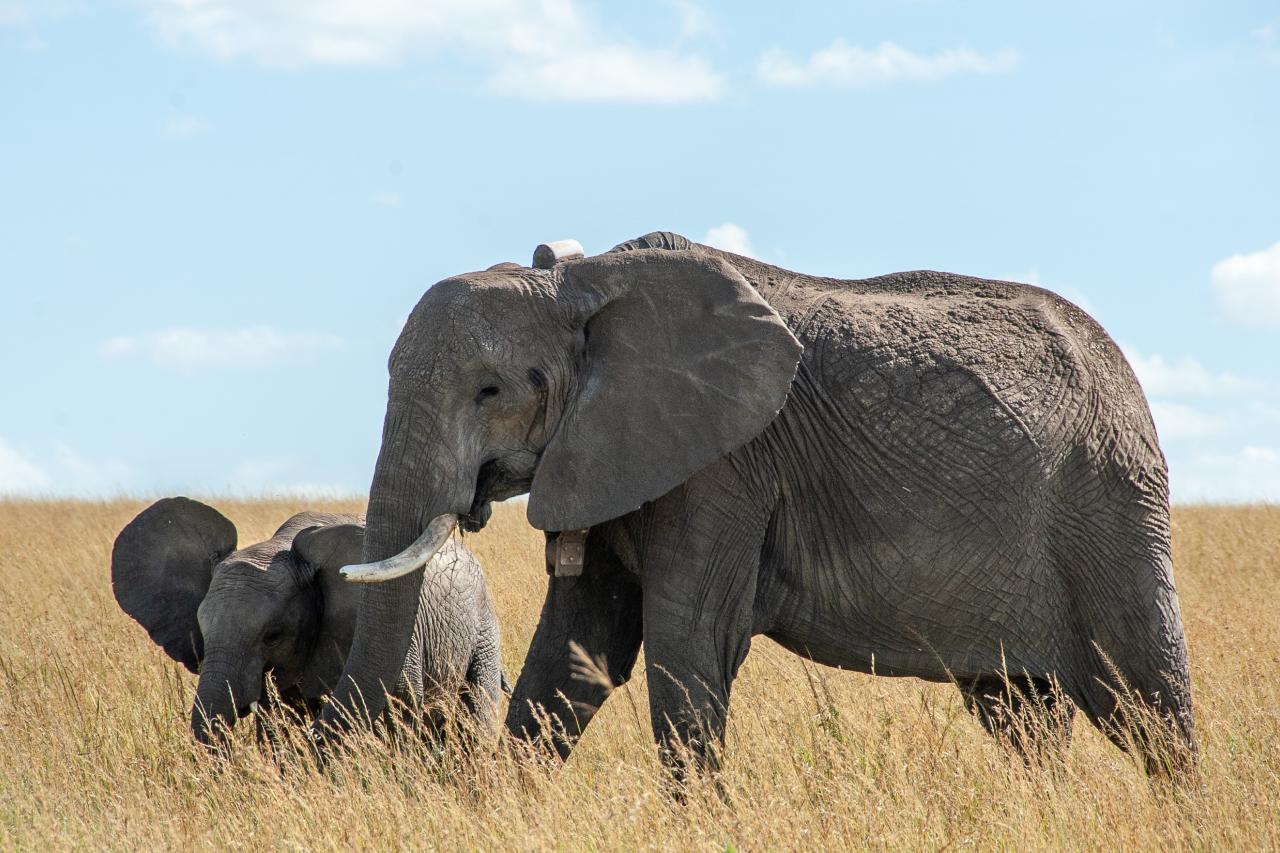 Our top 10 facts about elephants | WWF