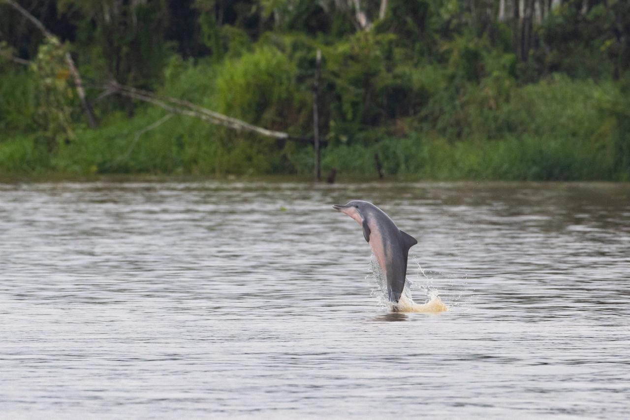 Wildlife conservation in the Amazon | WWF