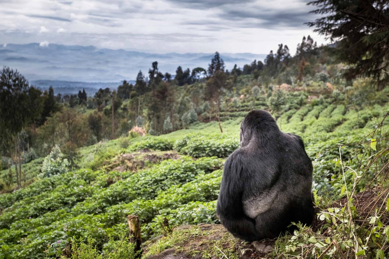 Working to protect mountain Gorillas | WWF