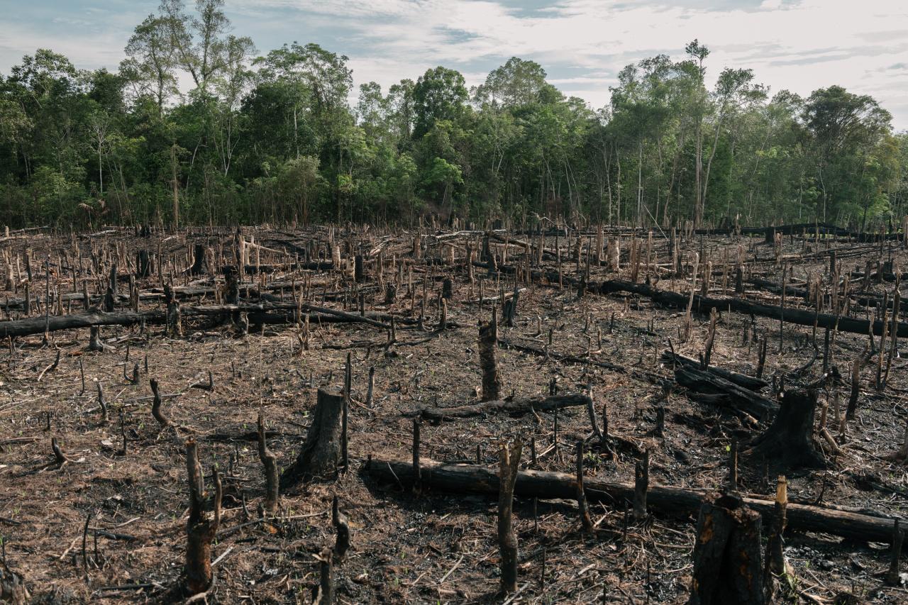 8 things to know about palm oil | WWF