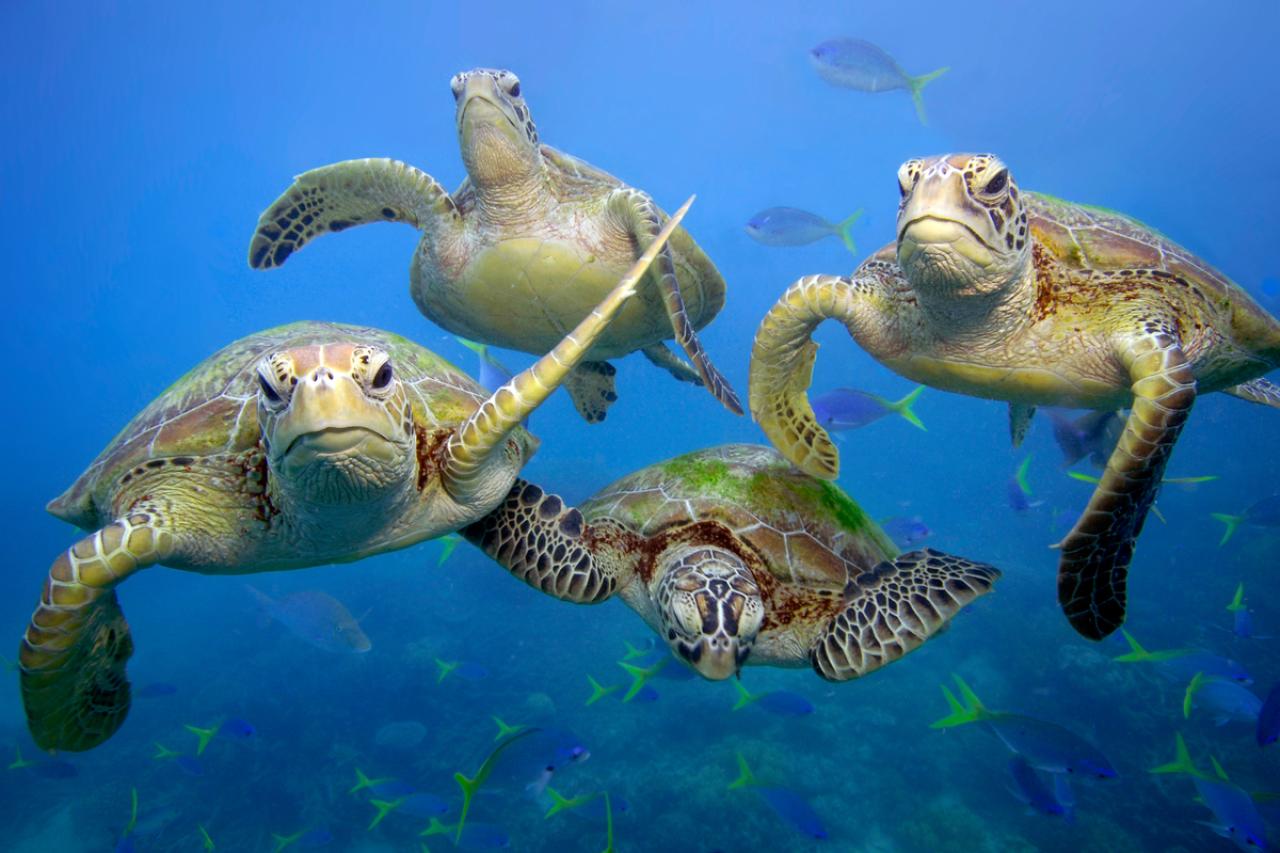 World Turtle Day 2026 | WWF