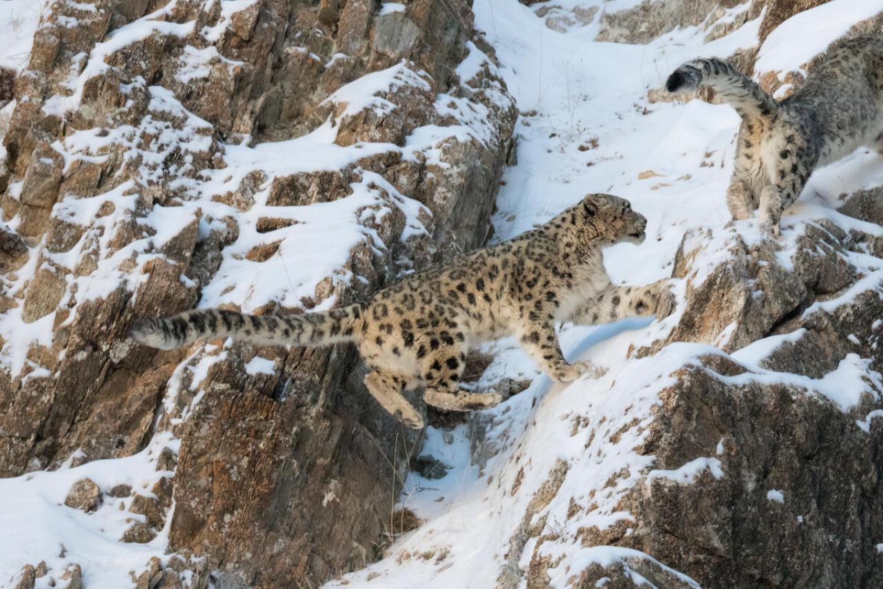 Successful snow leopard population survey in Nepal | WWF