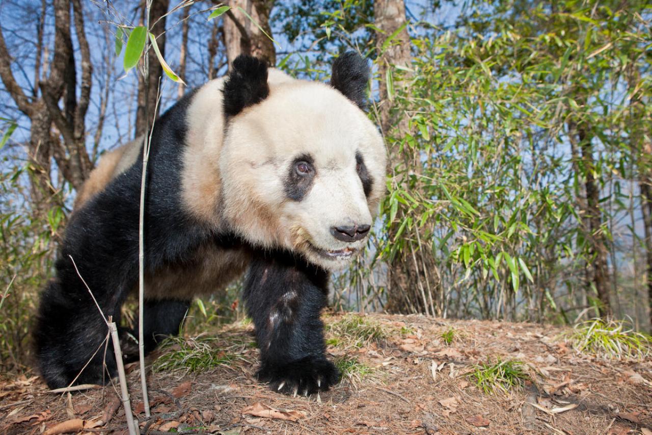 Panda conservation - A lasting legacy | WWF