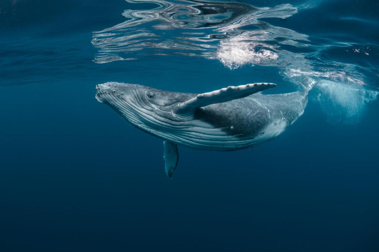 World Whale Day 2026 | WWF