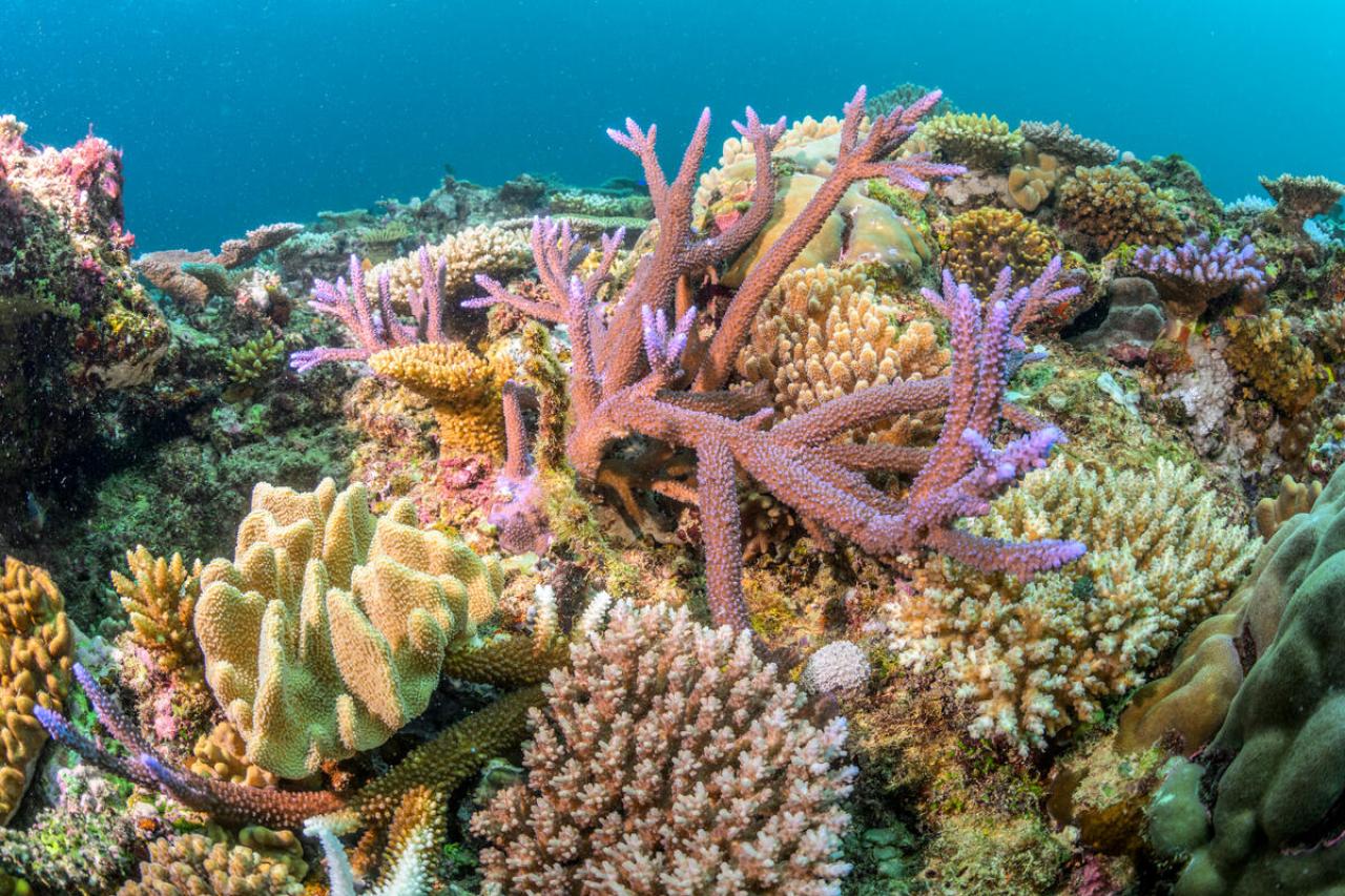Oceans | WWF