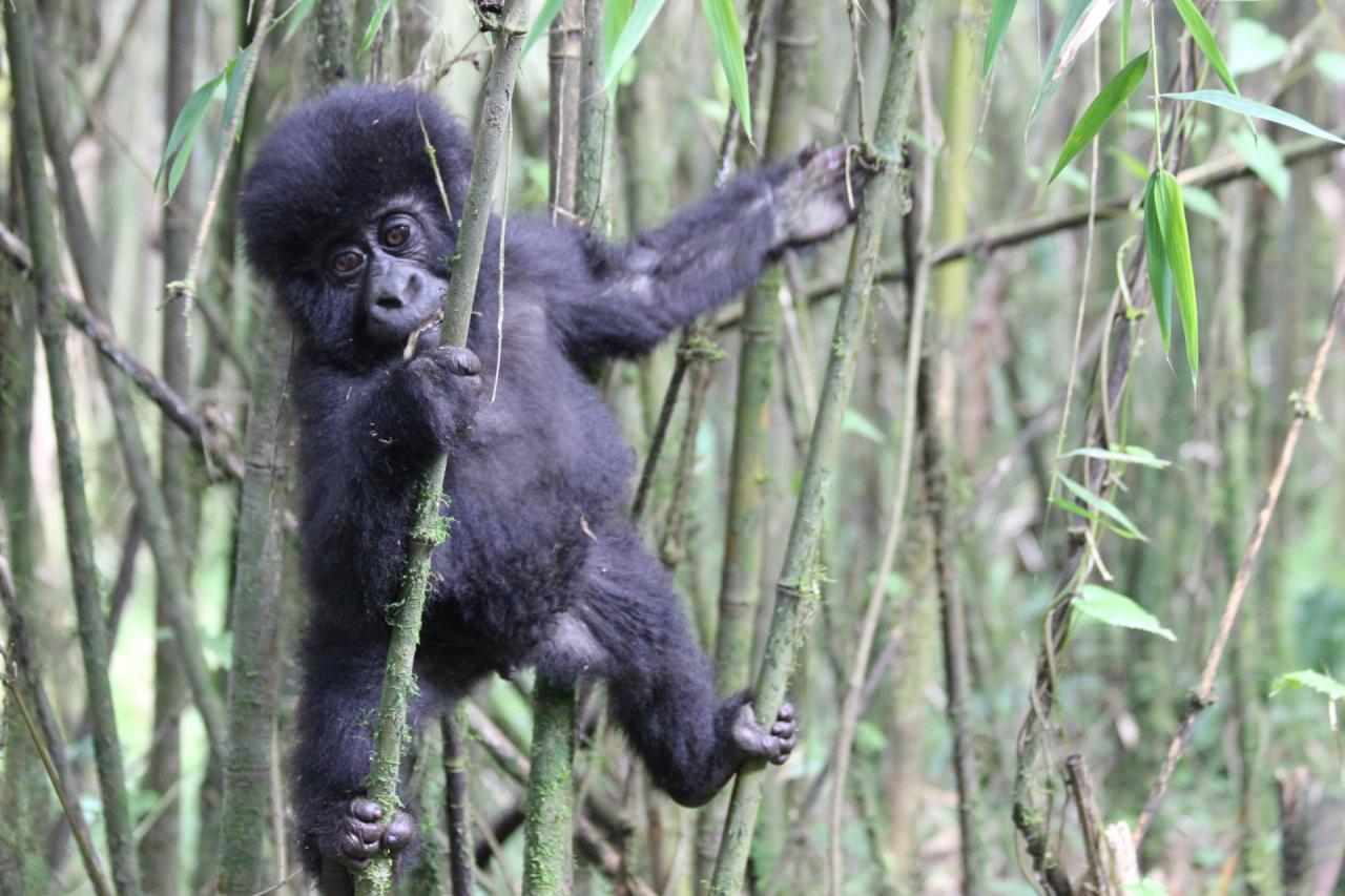 The great gorilla count | WWF