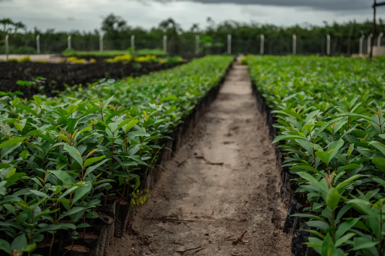The Trillion Trees venture: saving our trees | WWF