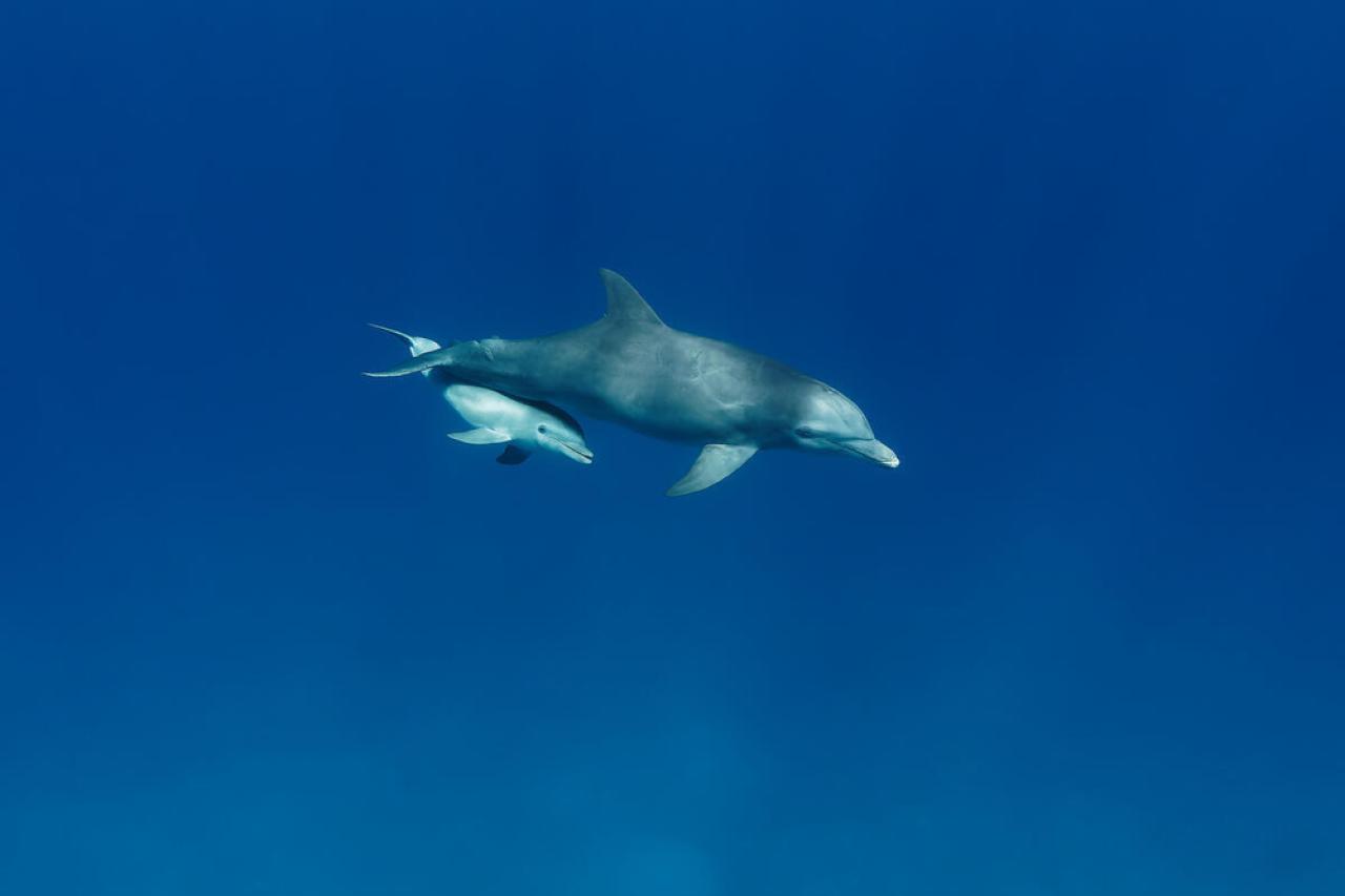 Dolphins | WWF