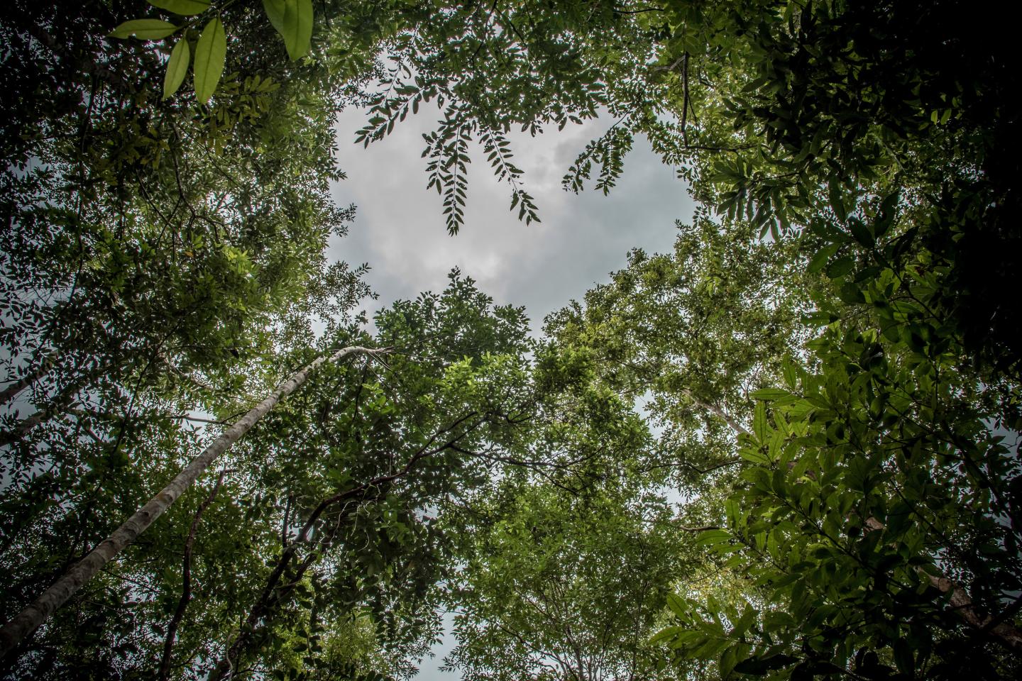 Forests | WWF
