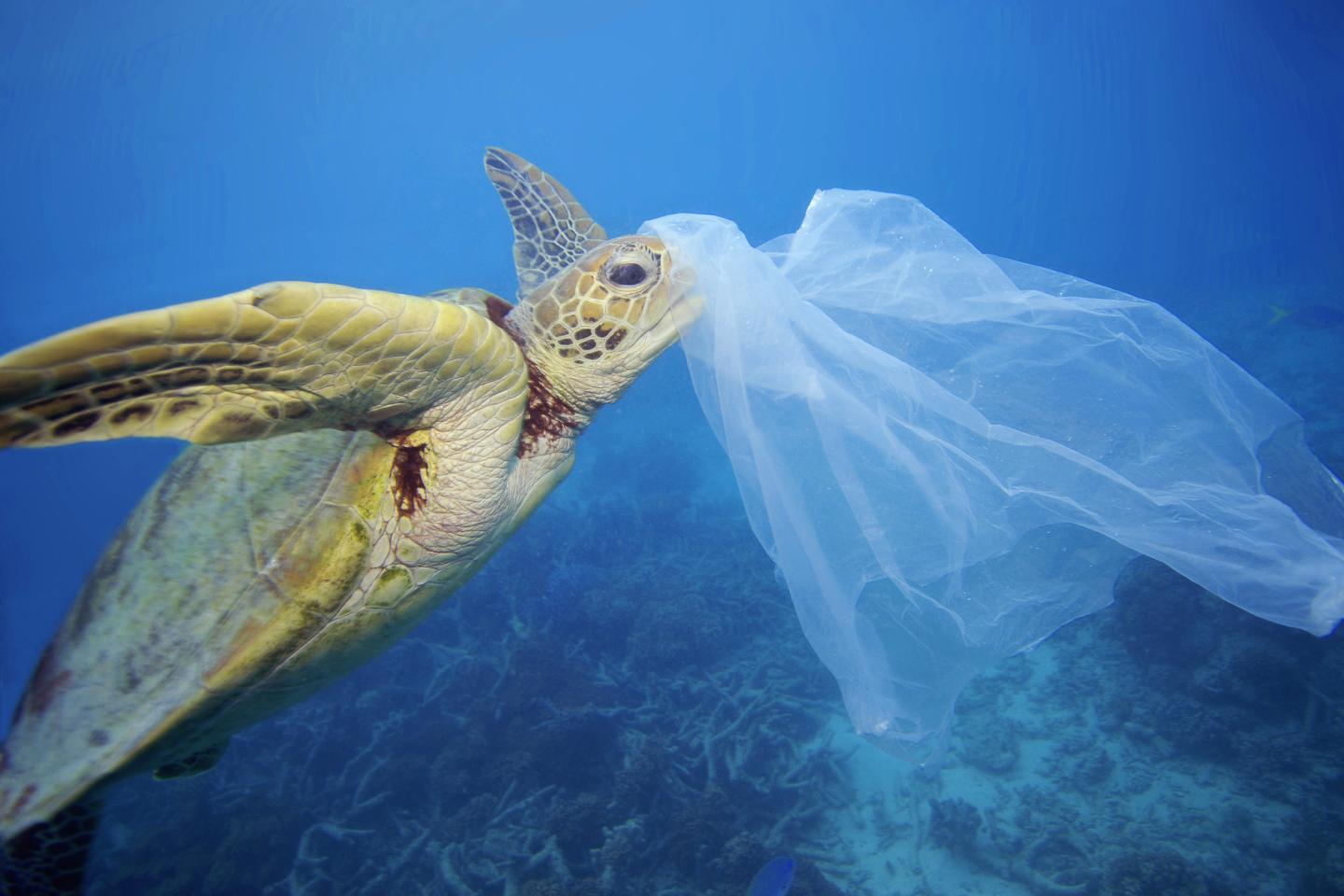 World Turtle Day 2026 | WWF