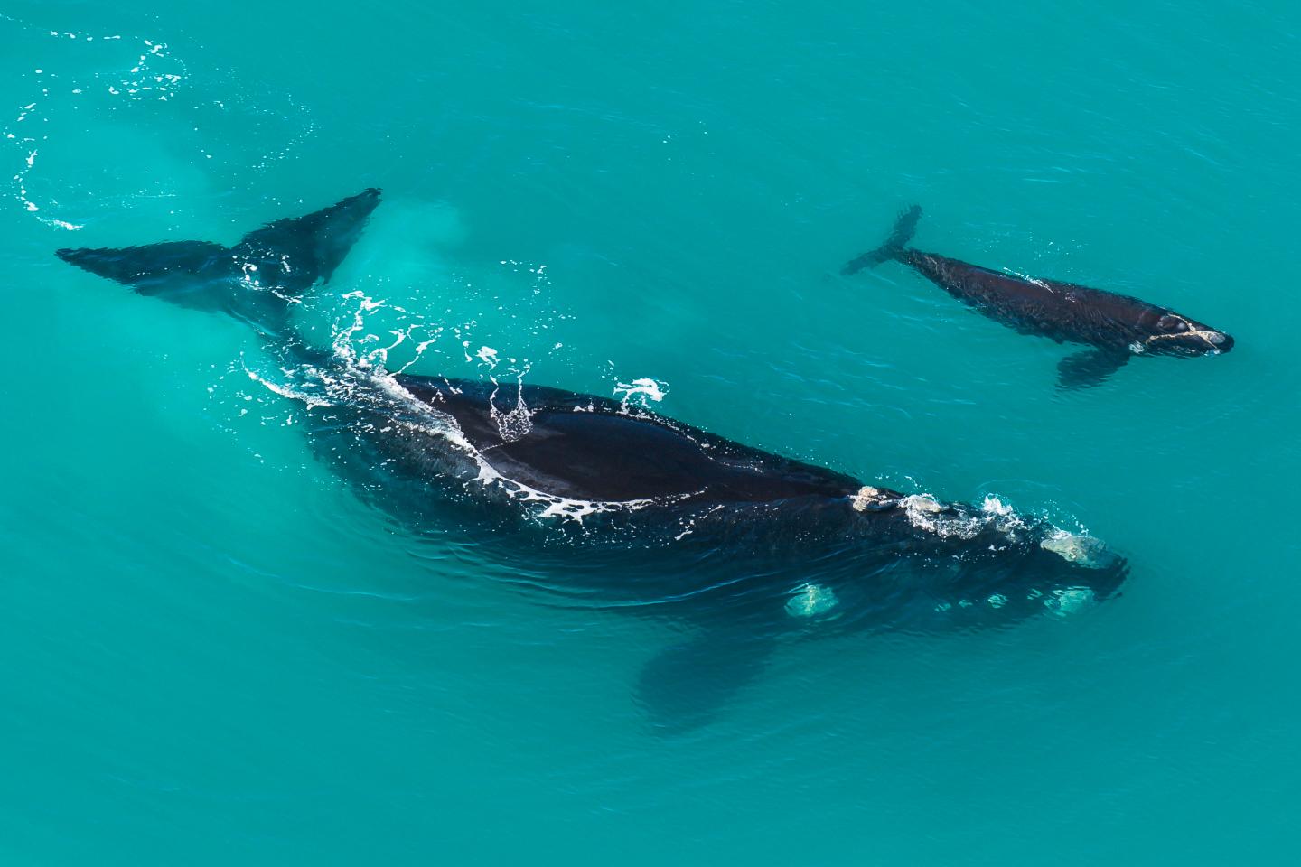 Swim Serpentine | WWF