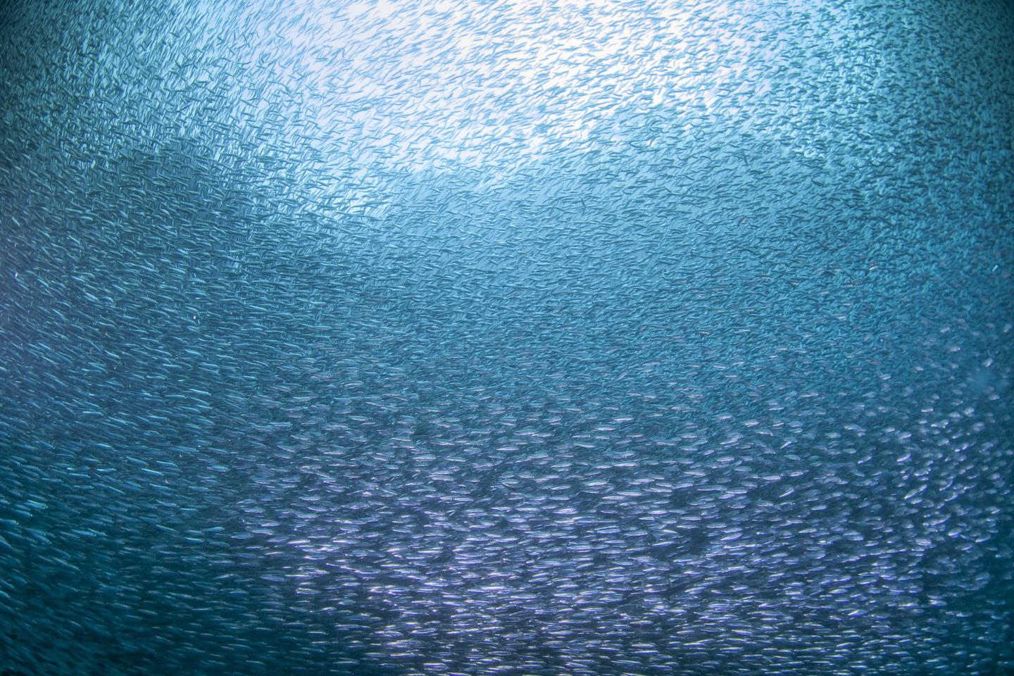 World Oceans Day 2026 | WWF