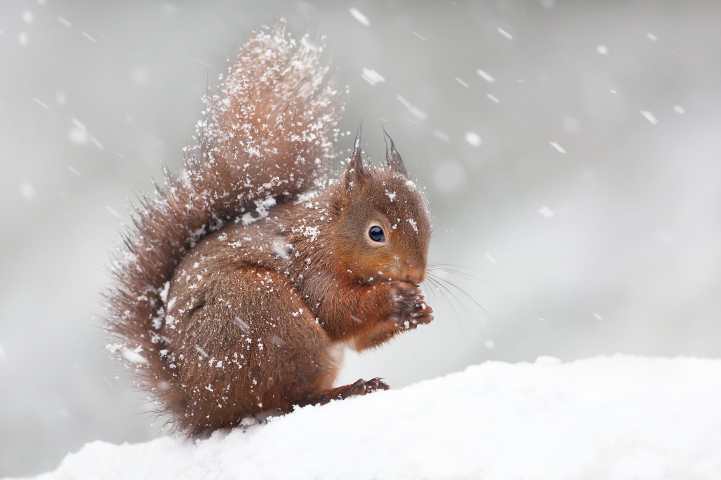 The Big Winter Wander | WWF