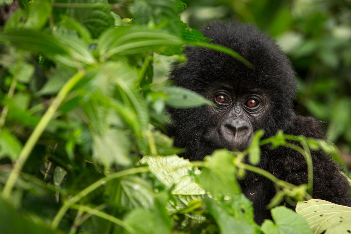 10 things you can do to help save our planet | WWF