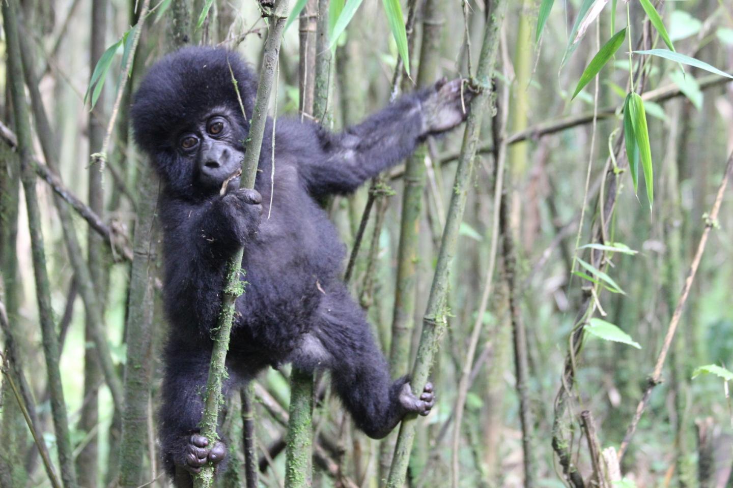 The great gorilla count | WWF
