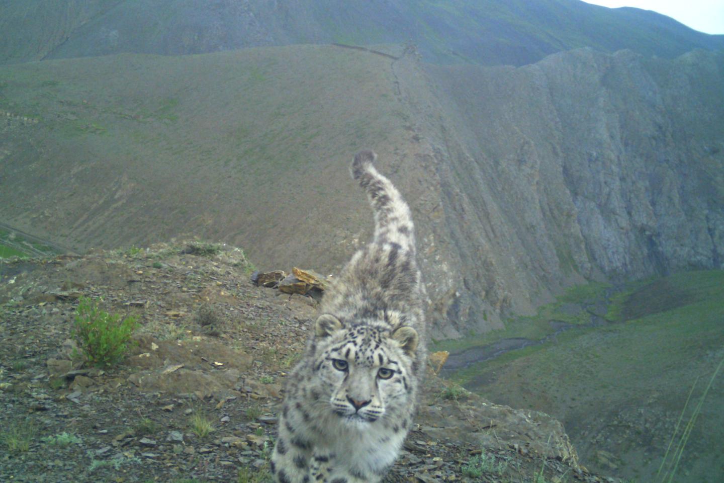 Milestone for snow leopards in Nepal | WWF