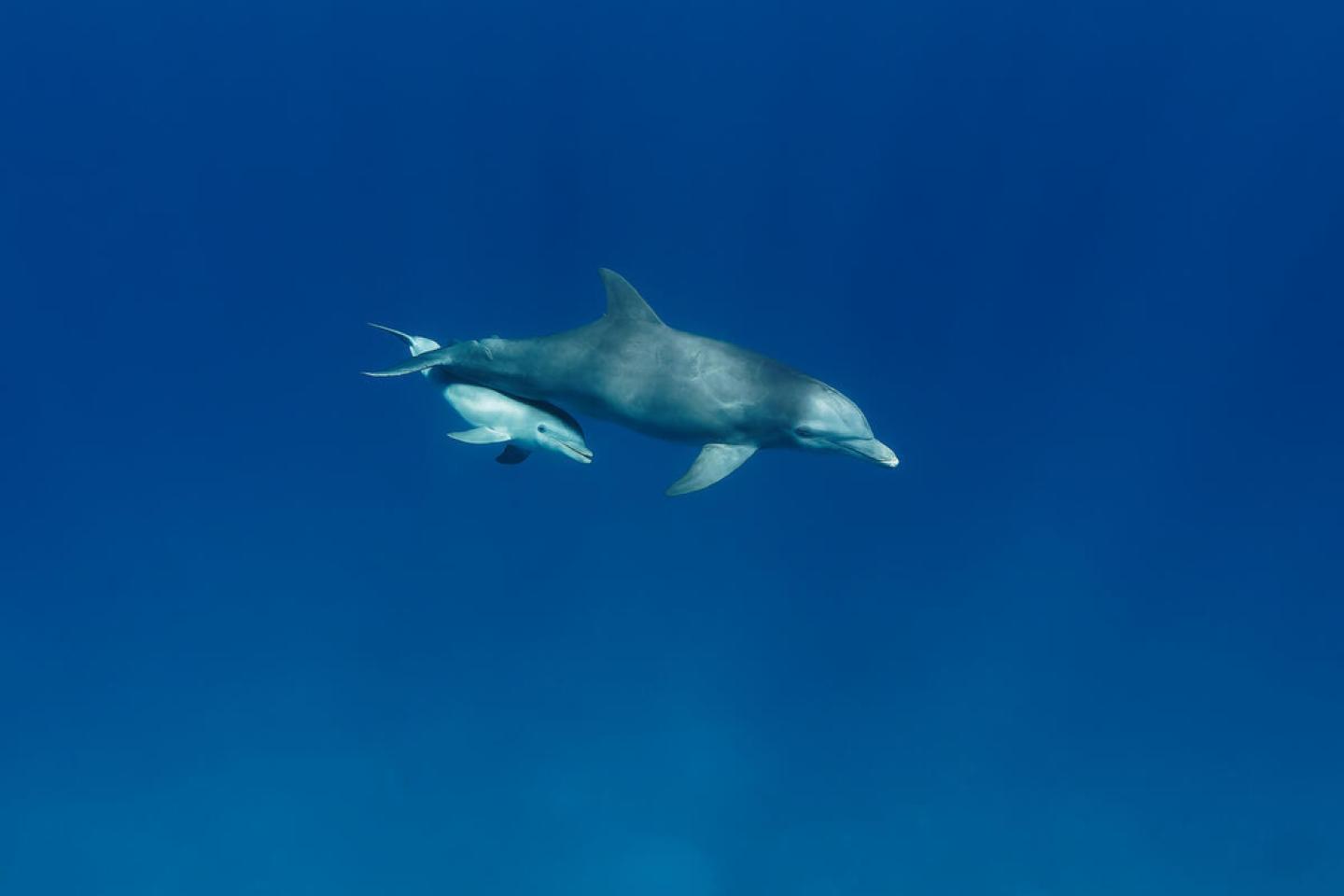 Dolphins | WWF