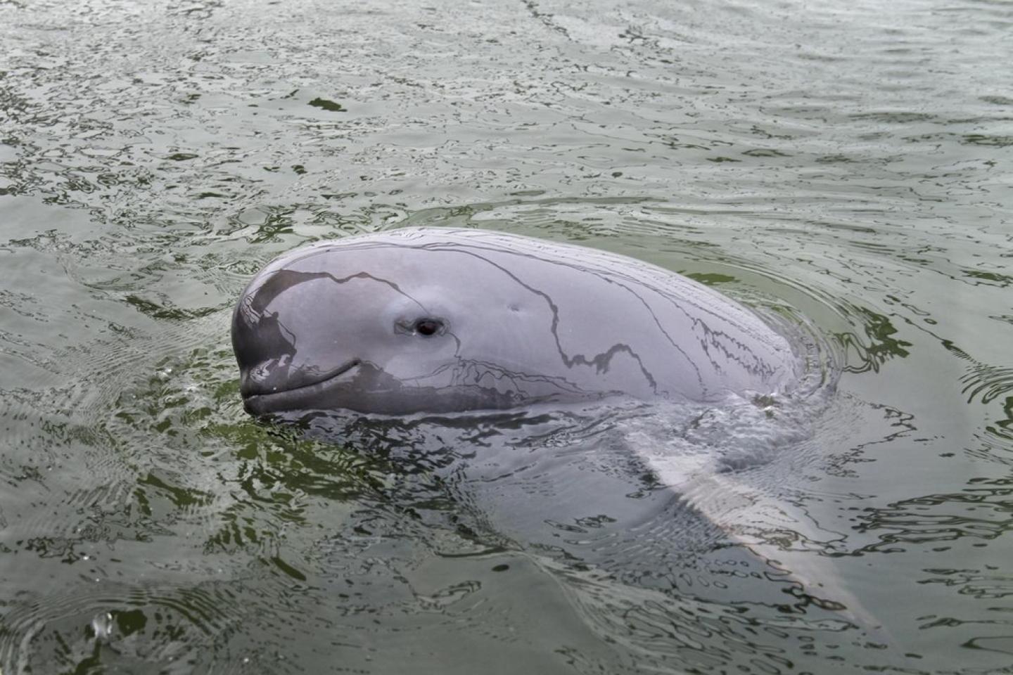 Dolphins | WWF