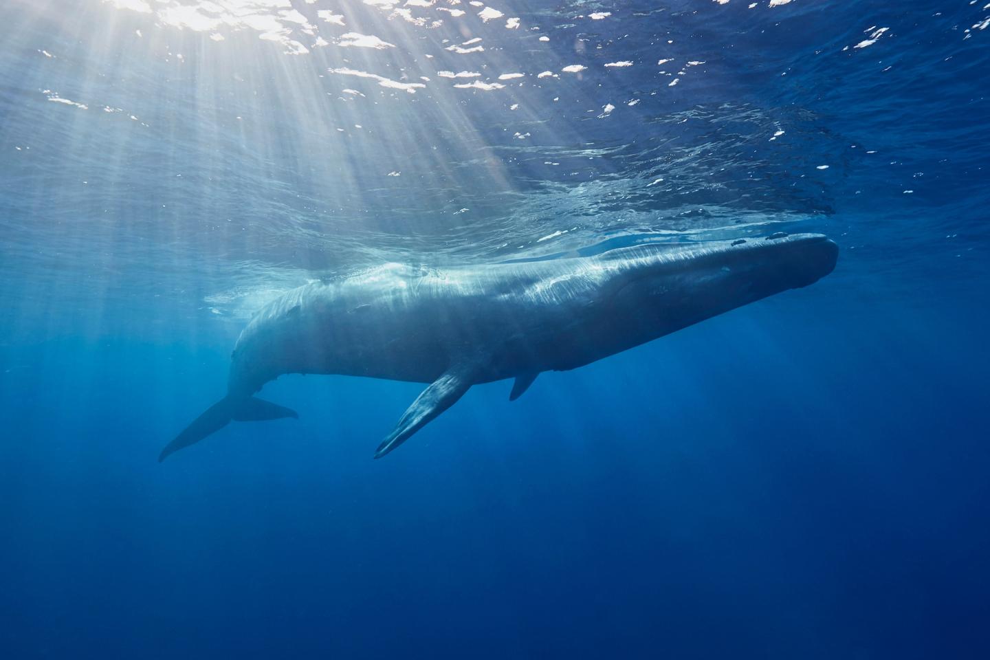World Whale Day 2026 | WWF