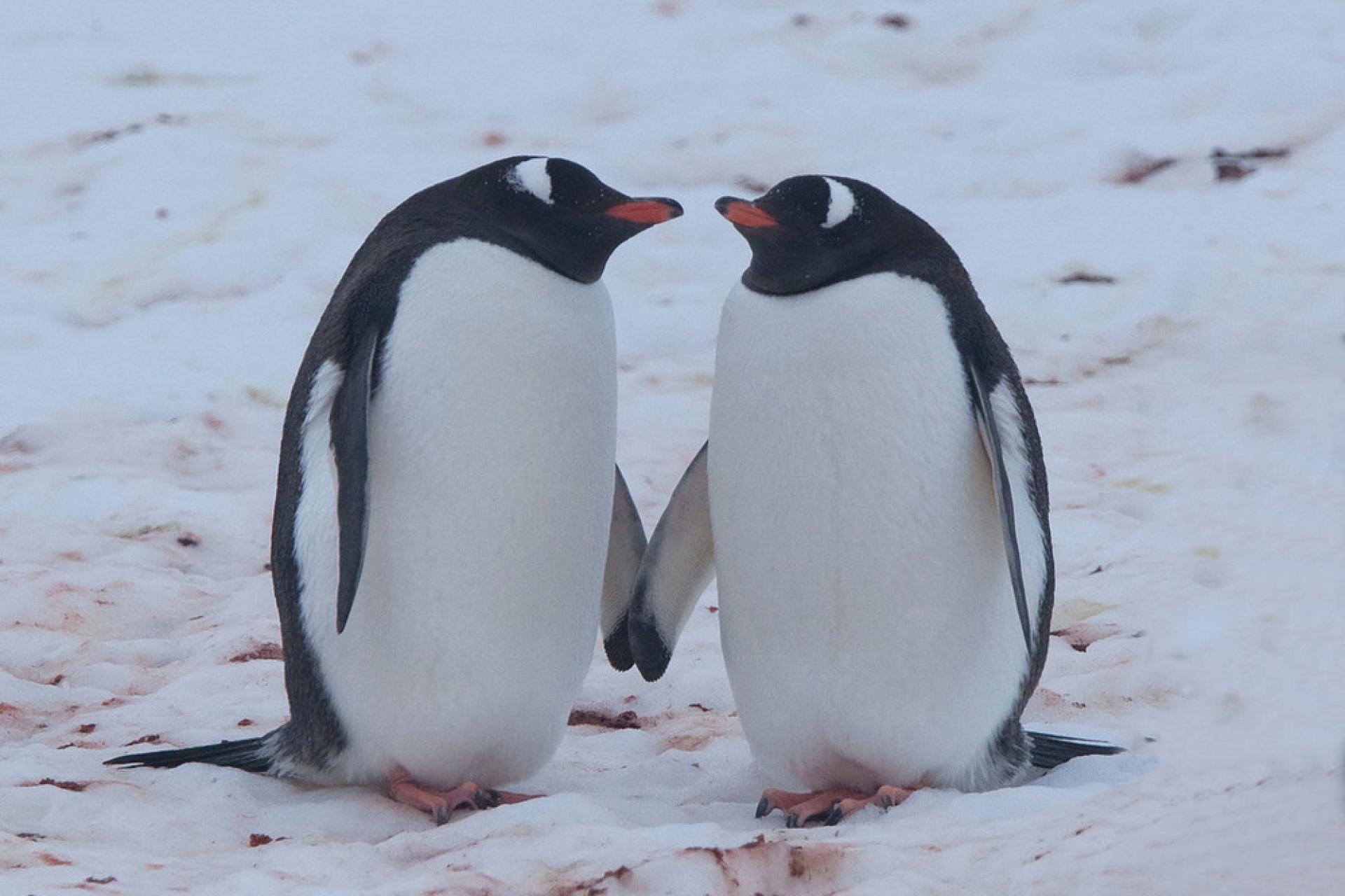 Working together to protect penguins | WWF