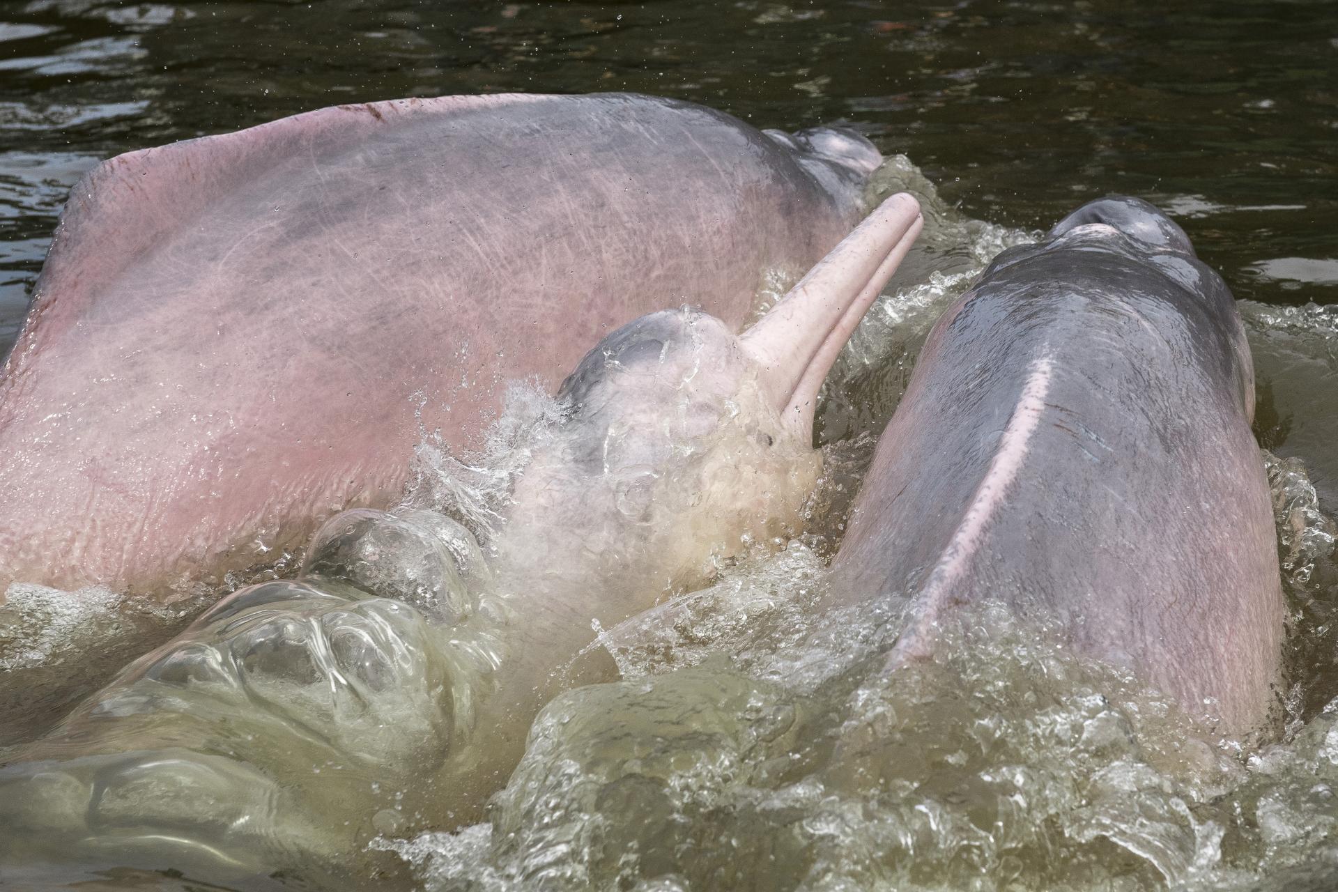 Dolphins | WWF