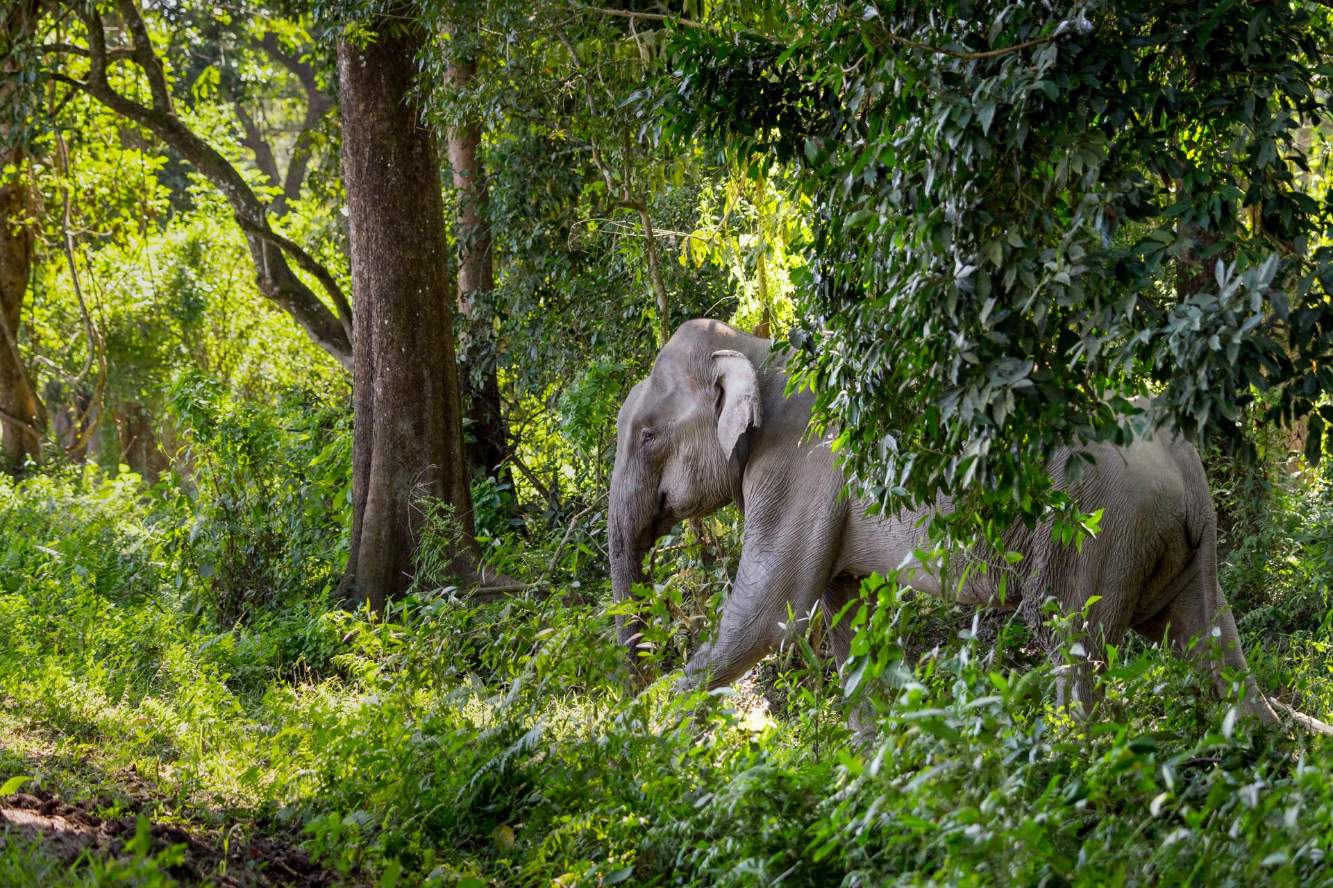 New legislation to protect forests | WWF
