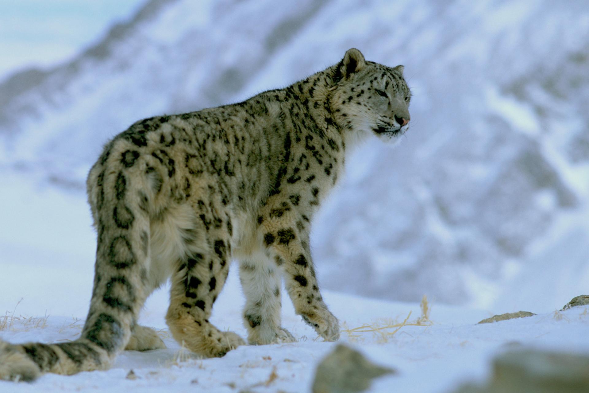 The snow leopard: elegant and elusive | WWF