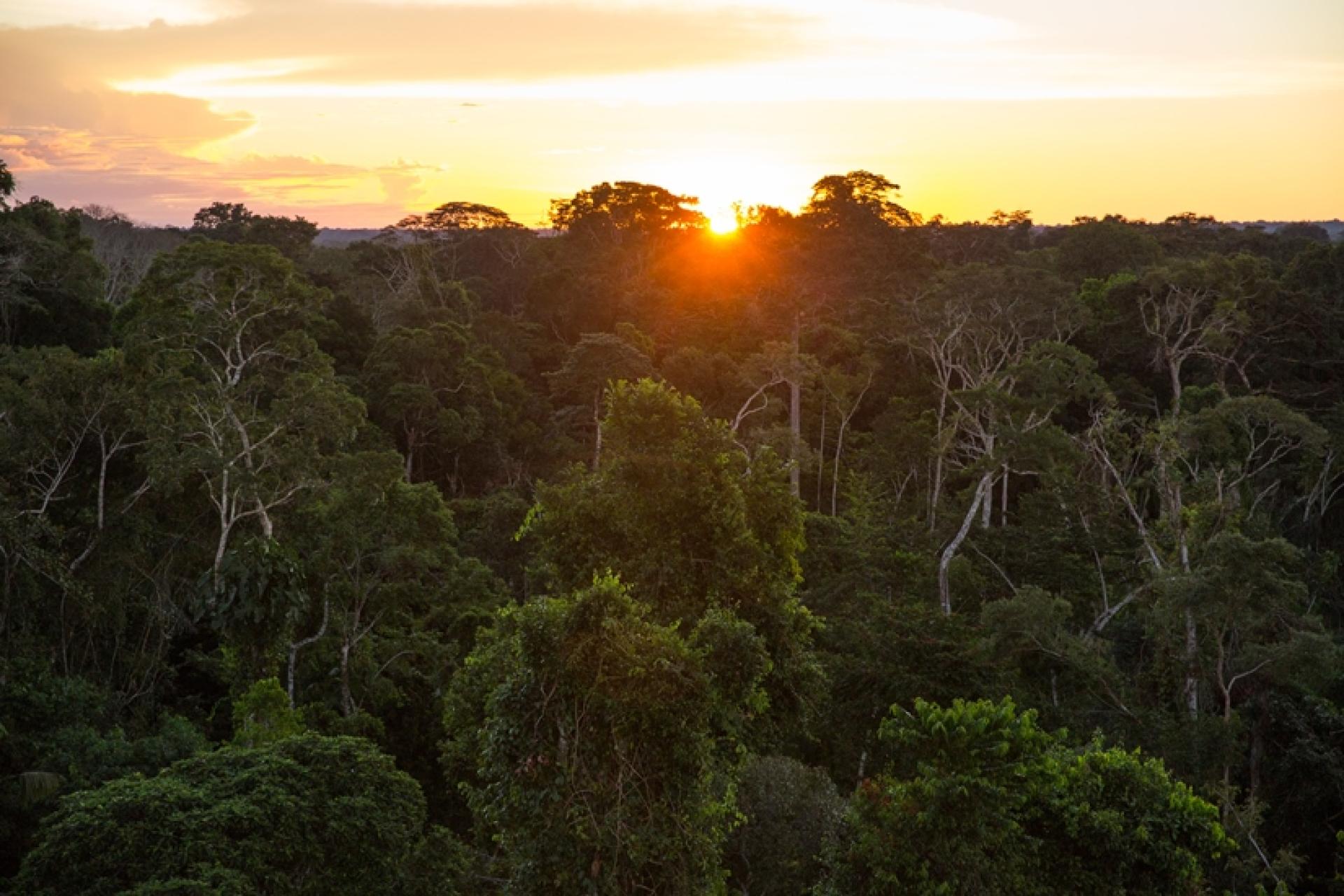 The effects of climate change on Wildlife | WWF