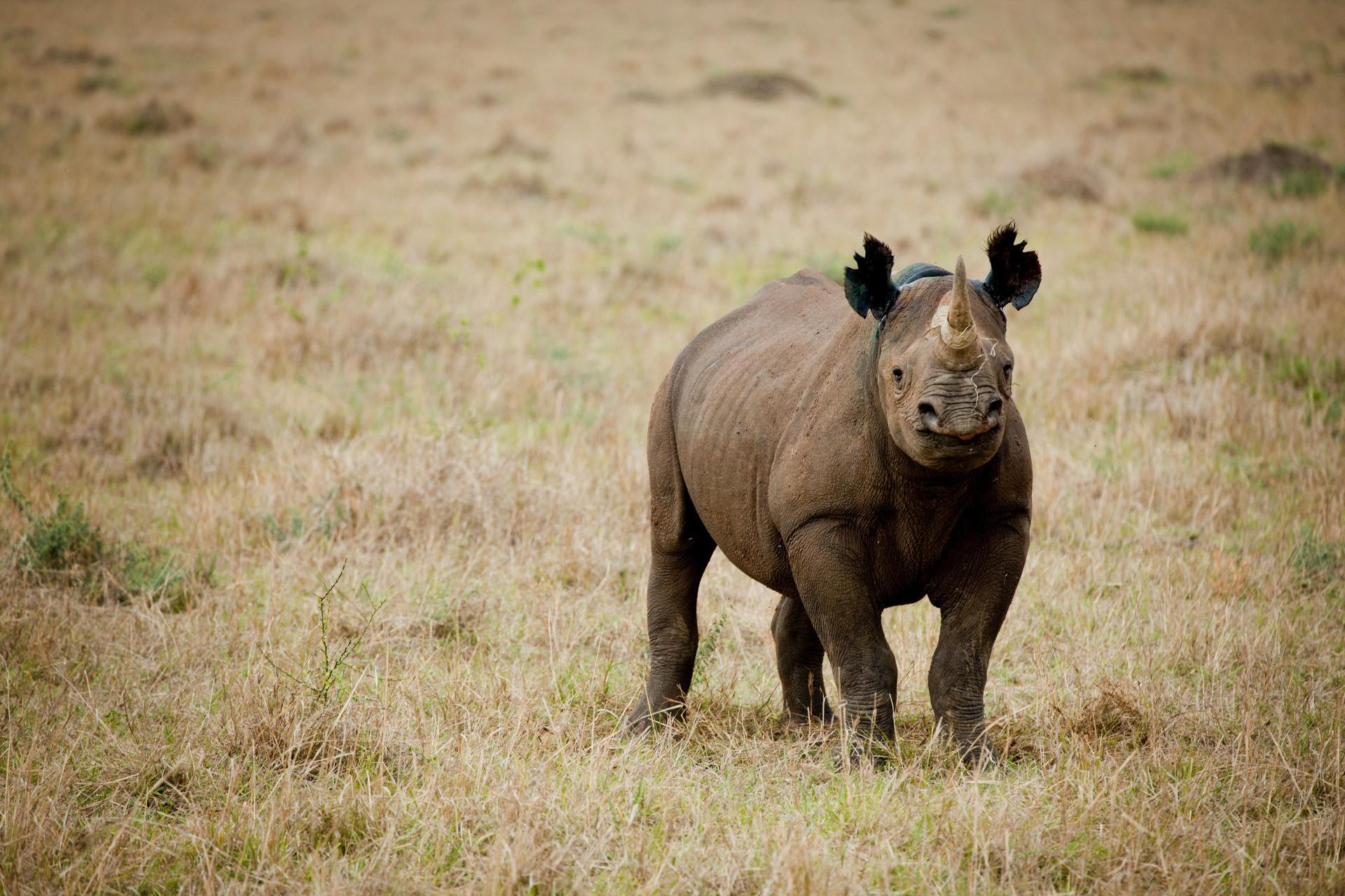Endangered Species Day 2026 | WWF