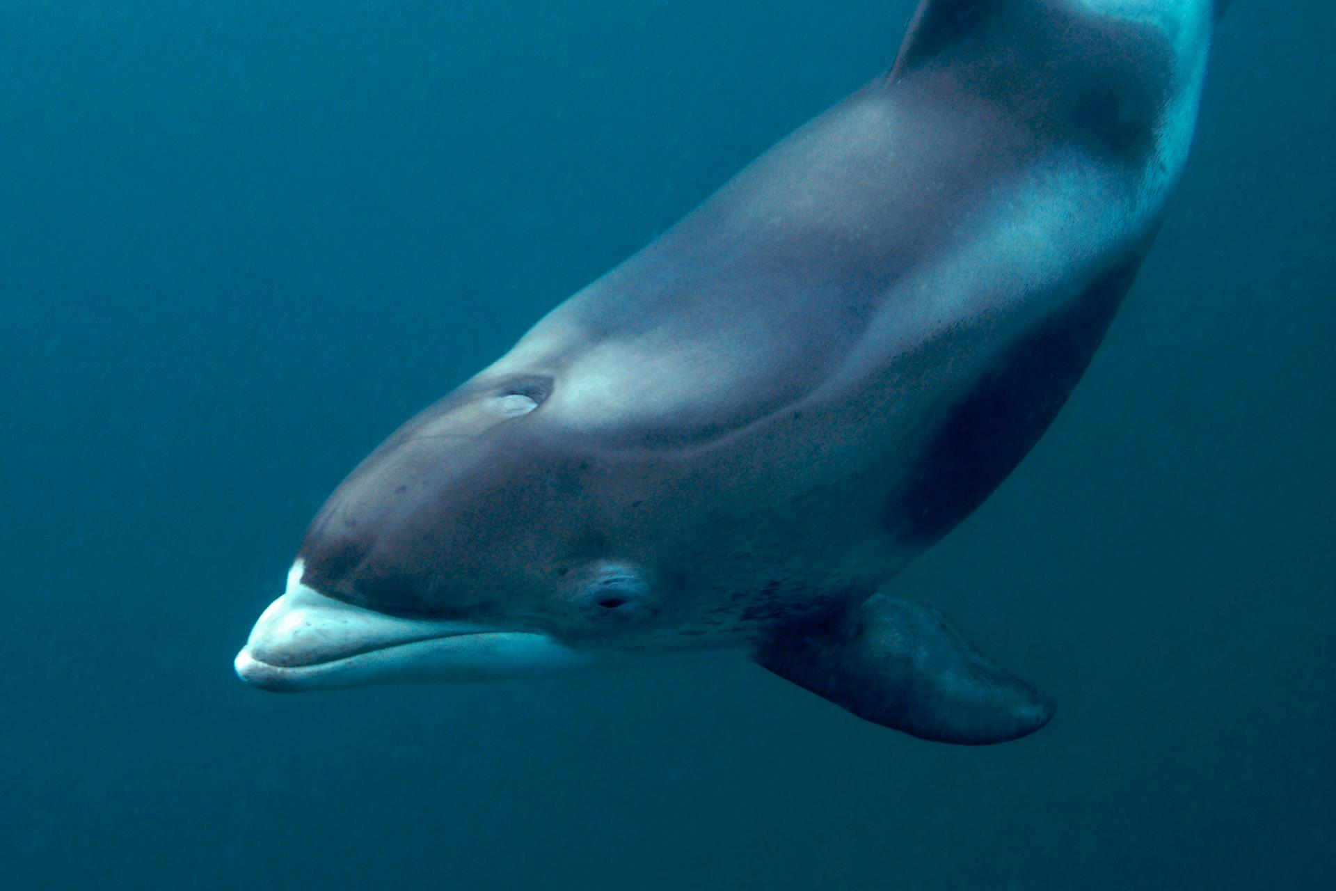 Dolphins | WWF