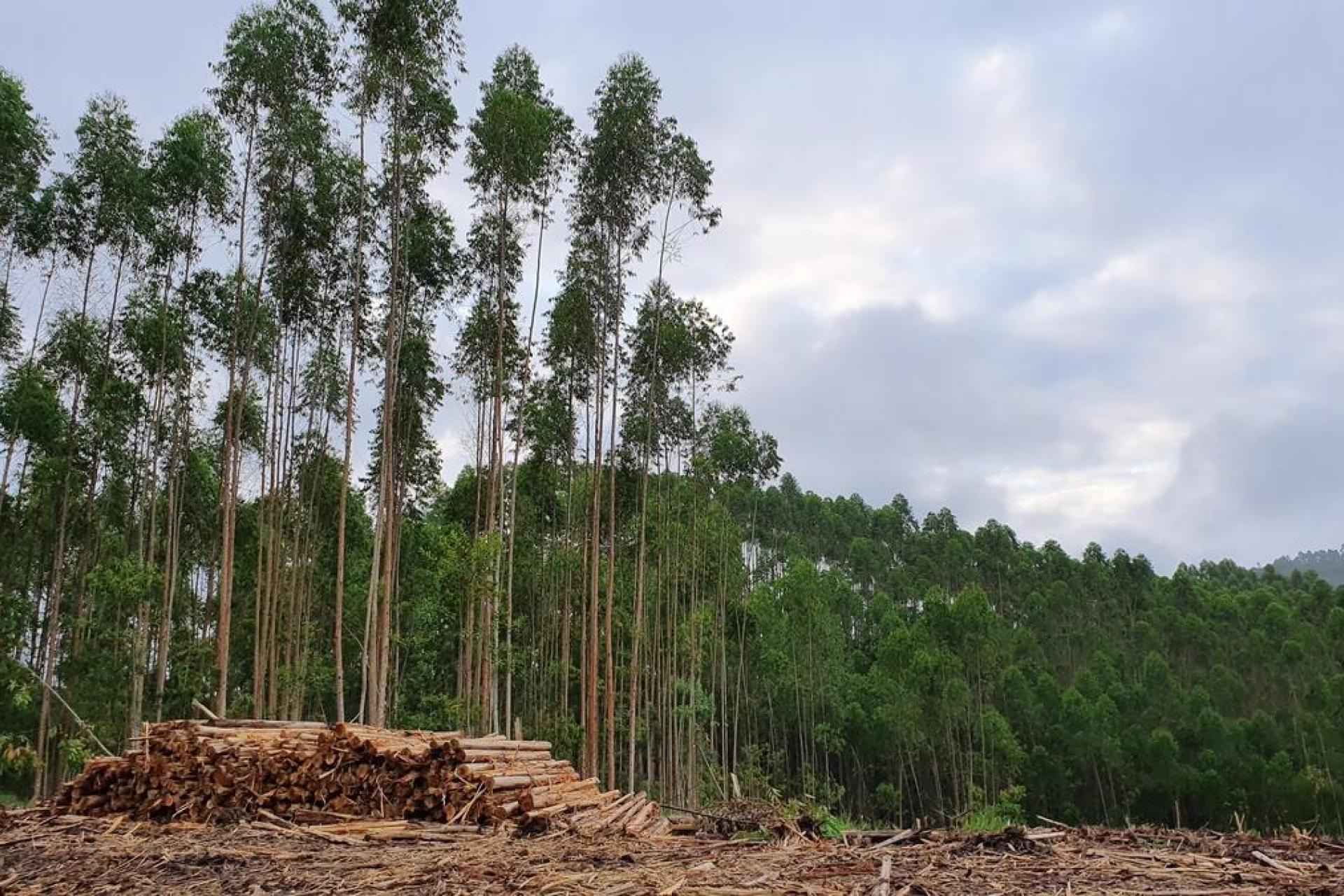 Forest Pathways Report | WWF