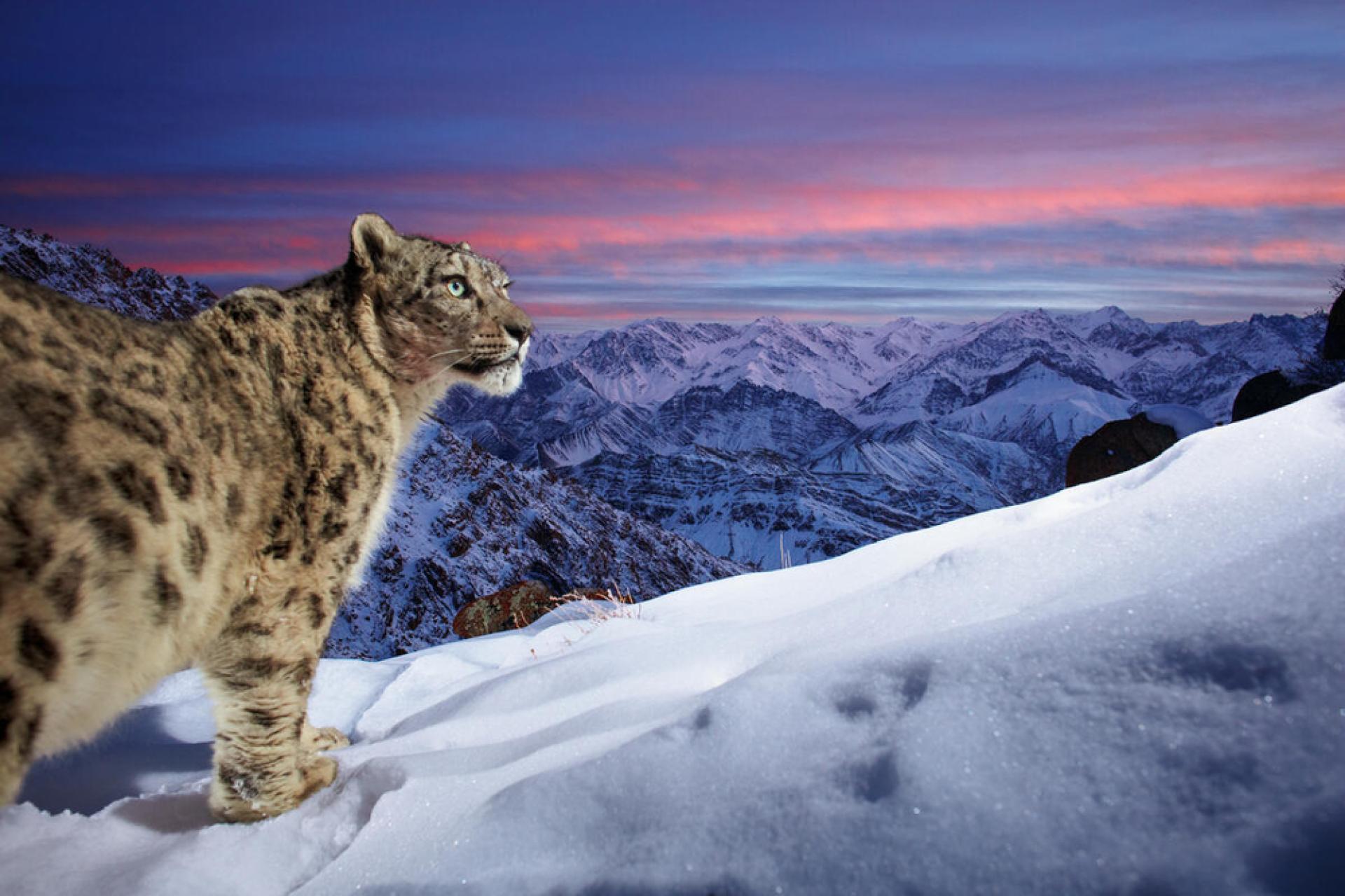 World Wildlife Day 2026 | WWF