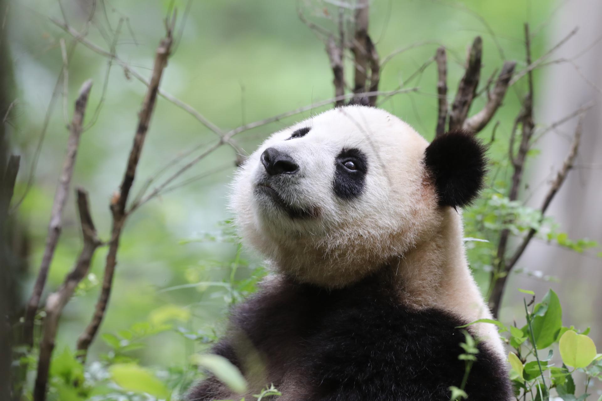 Giant Panda | WWF