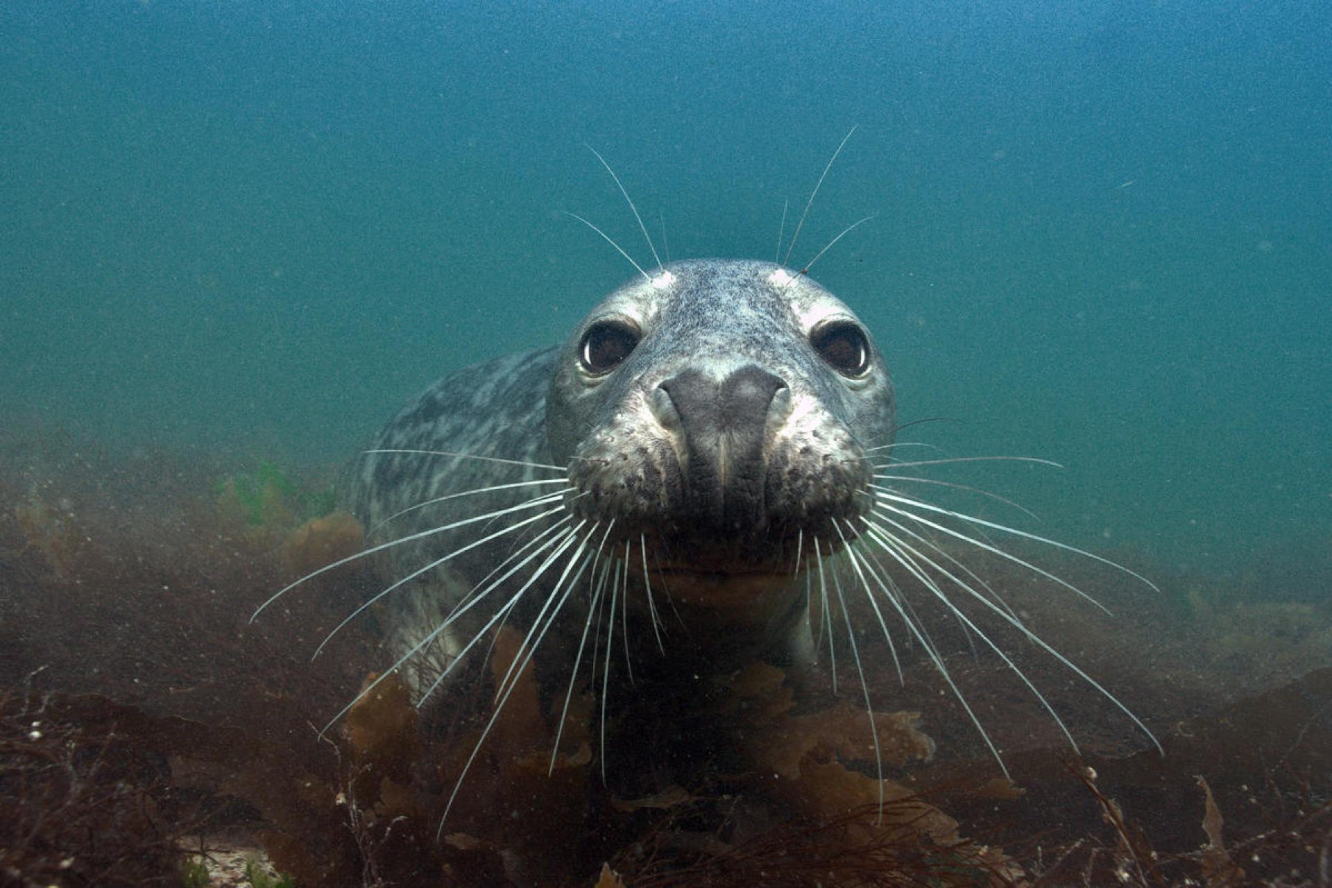Oceans | WWF