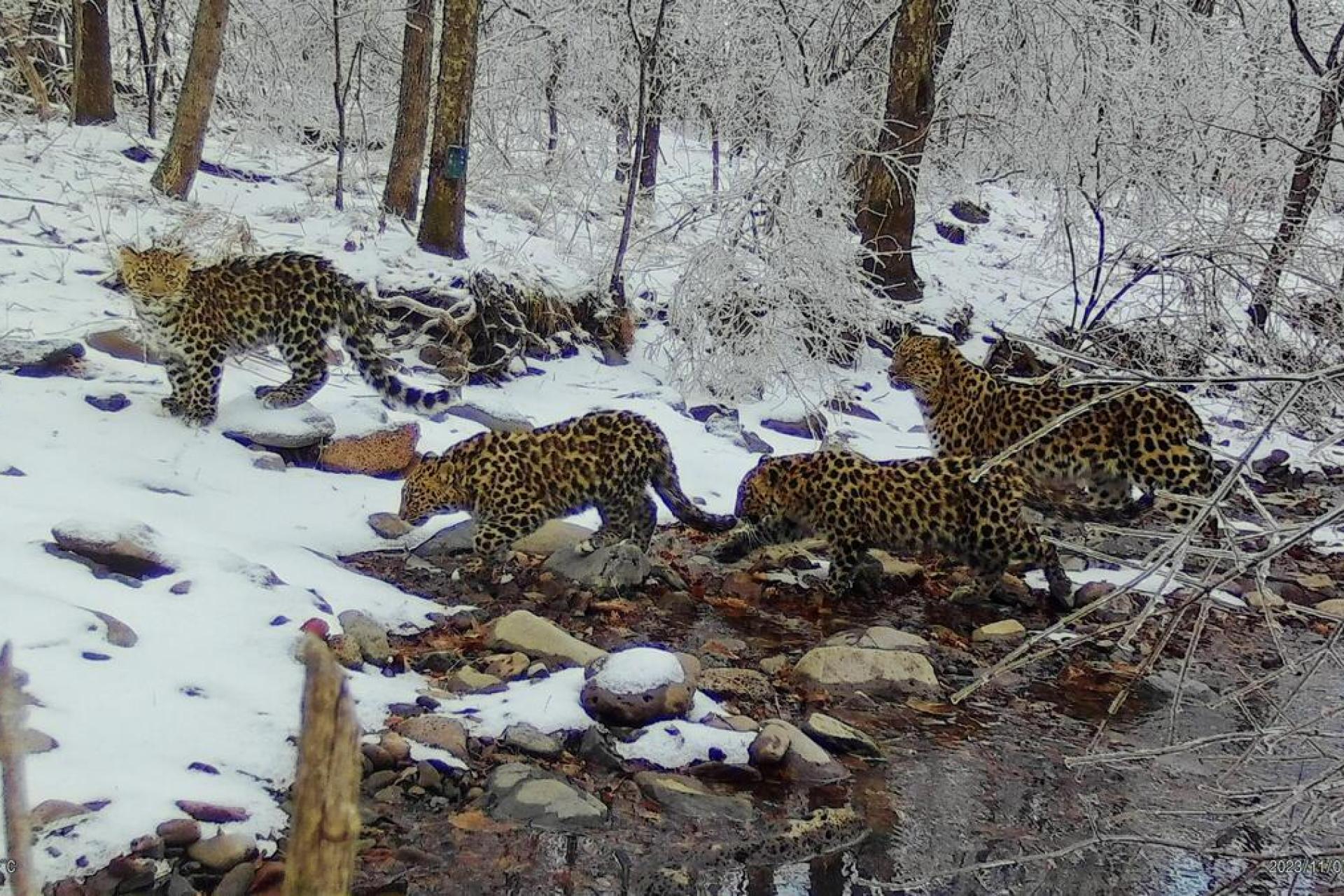 Amur Leopard | WWF