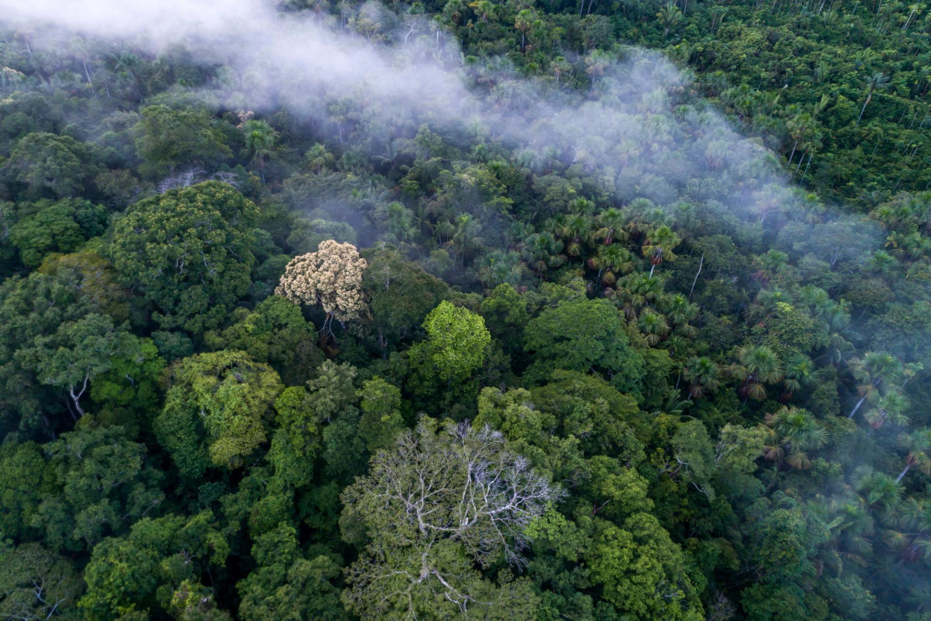 Forests | WWF