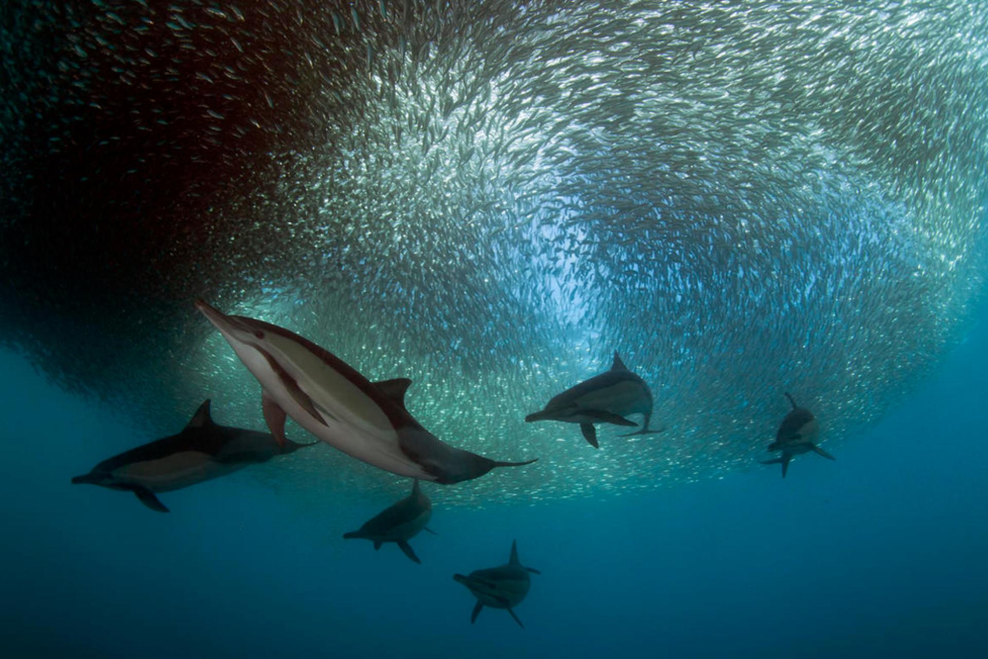 Dolphins | WWF