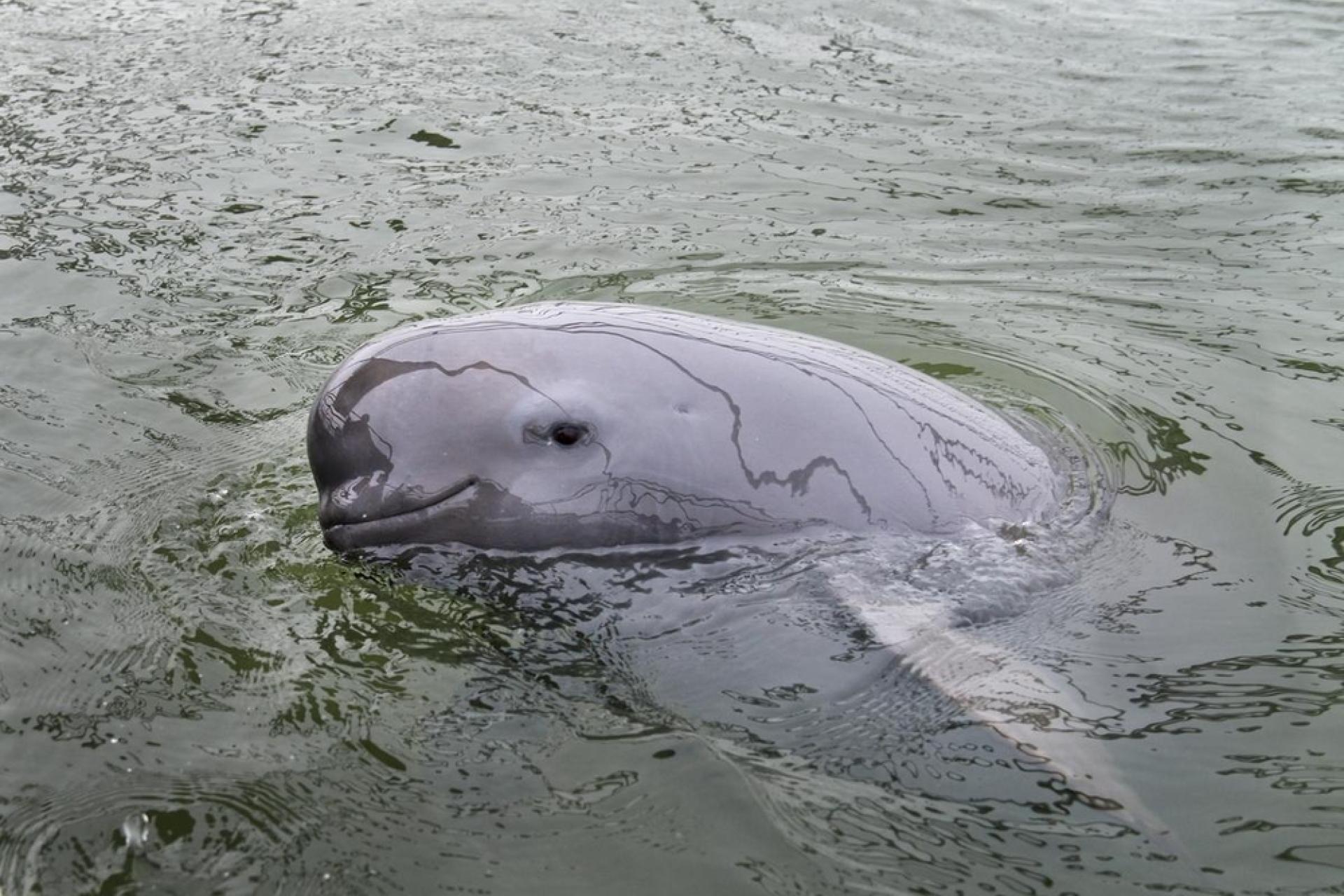 Dolphins | WWF