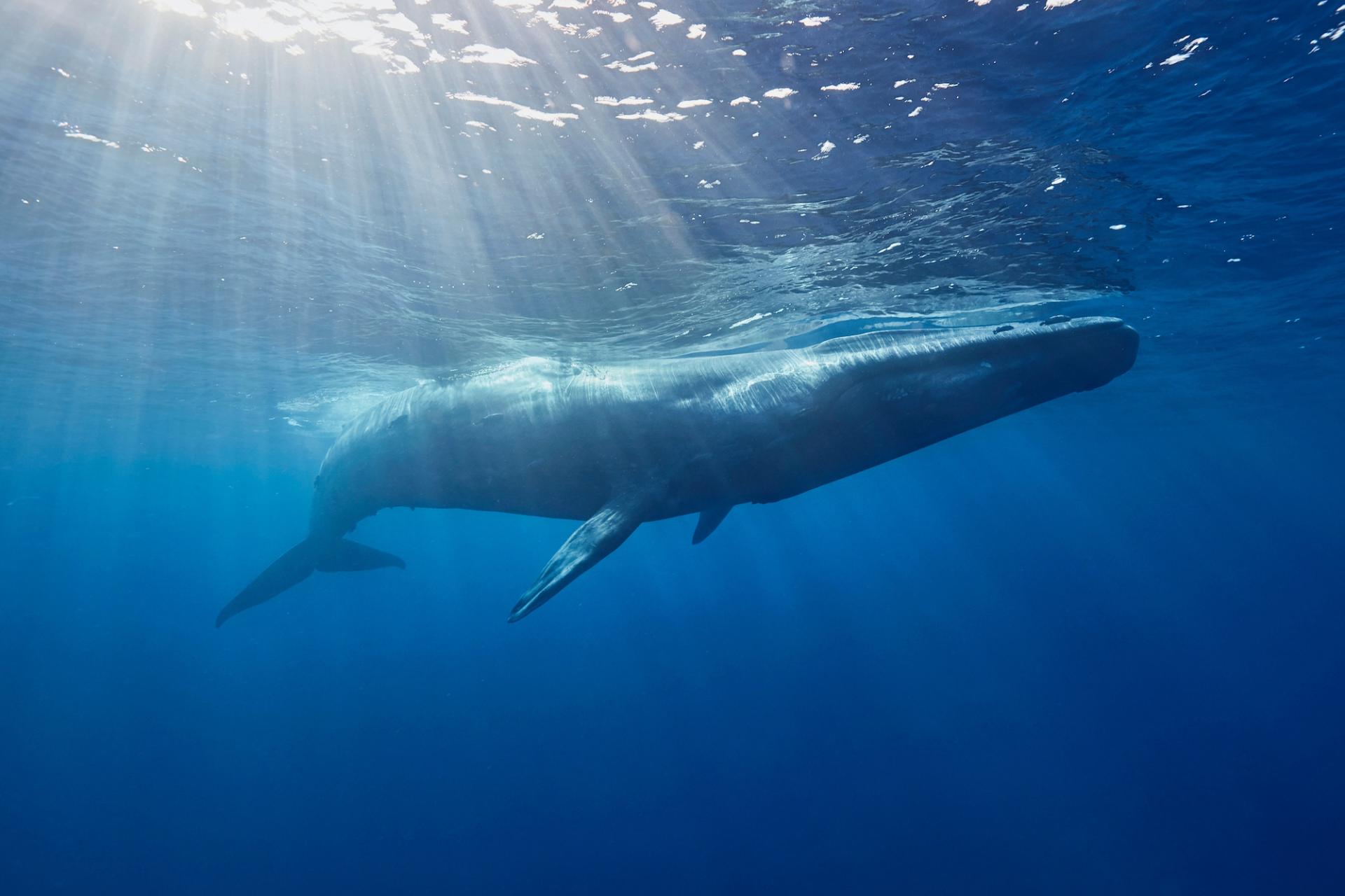 World Whale Day 2026 | WWF