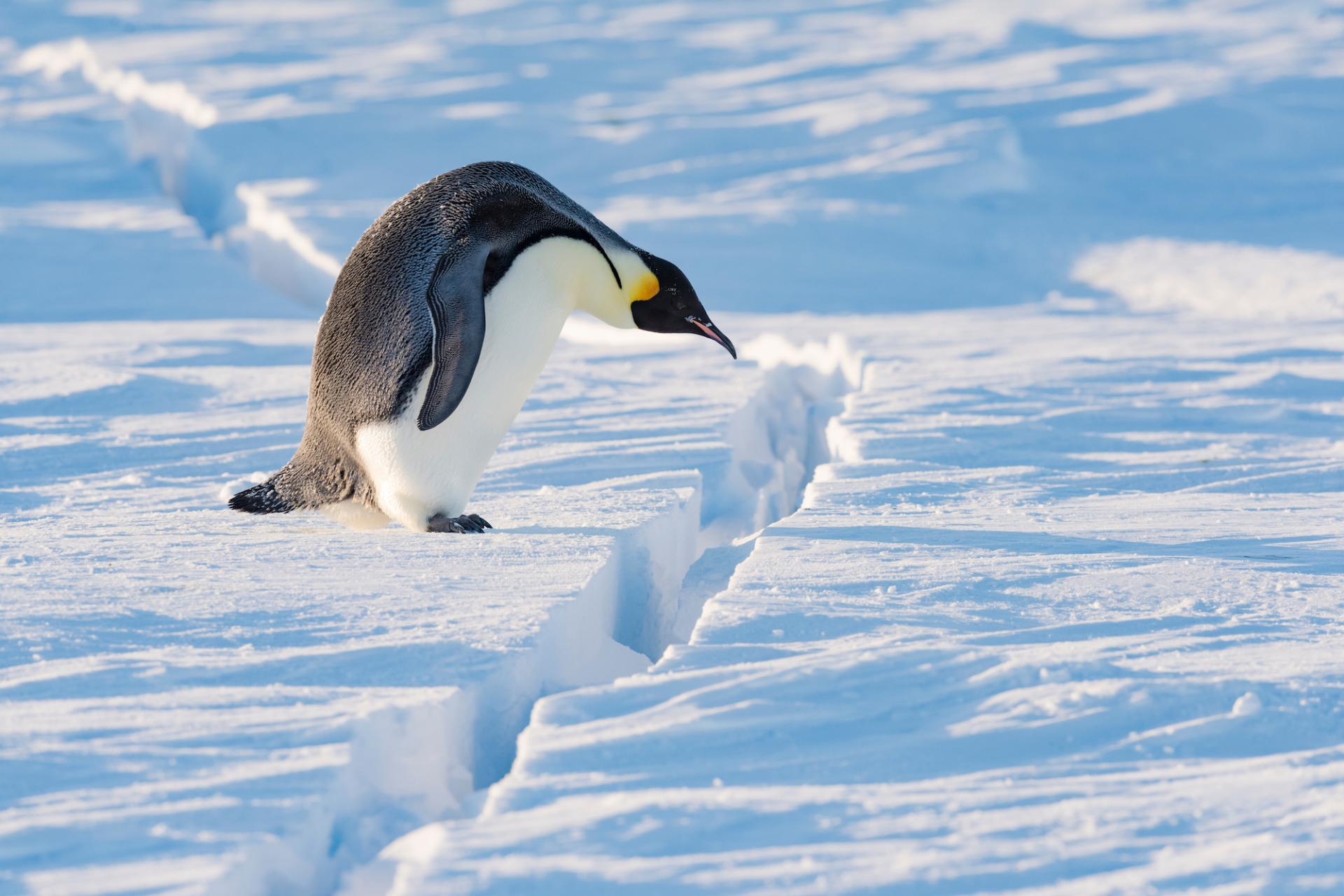Emperor penguin | WWF