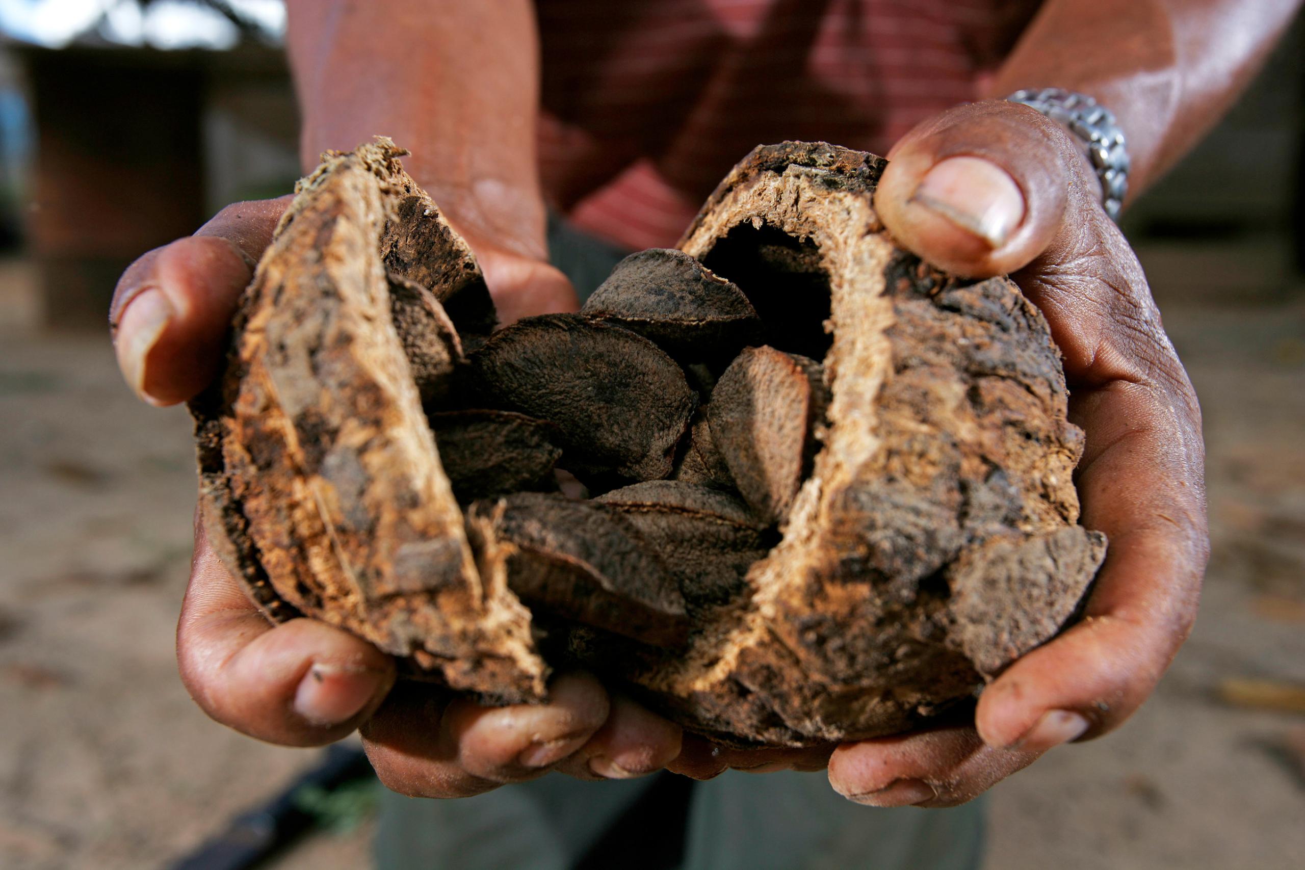 10 products that come from tropical forests | WWF